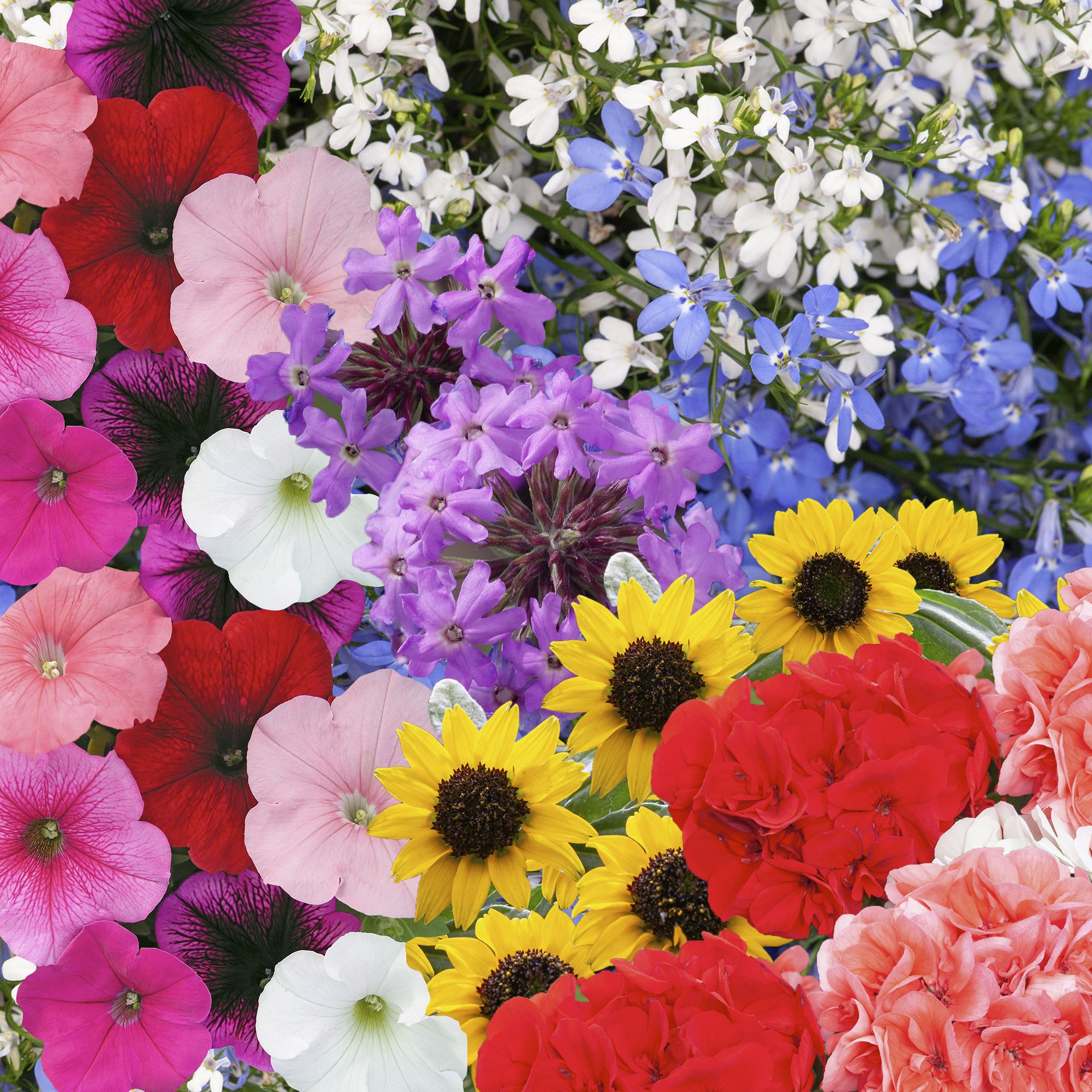 Verve Hanging baskets & Containers Collection Seeds