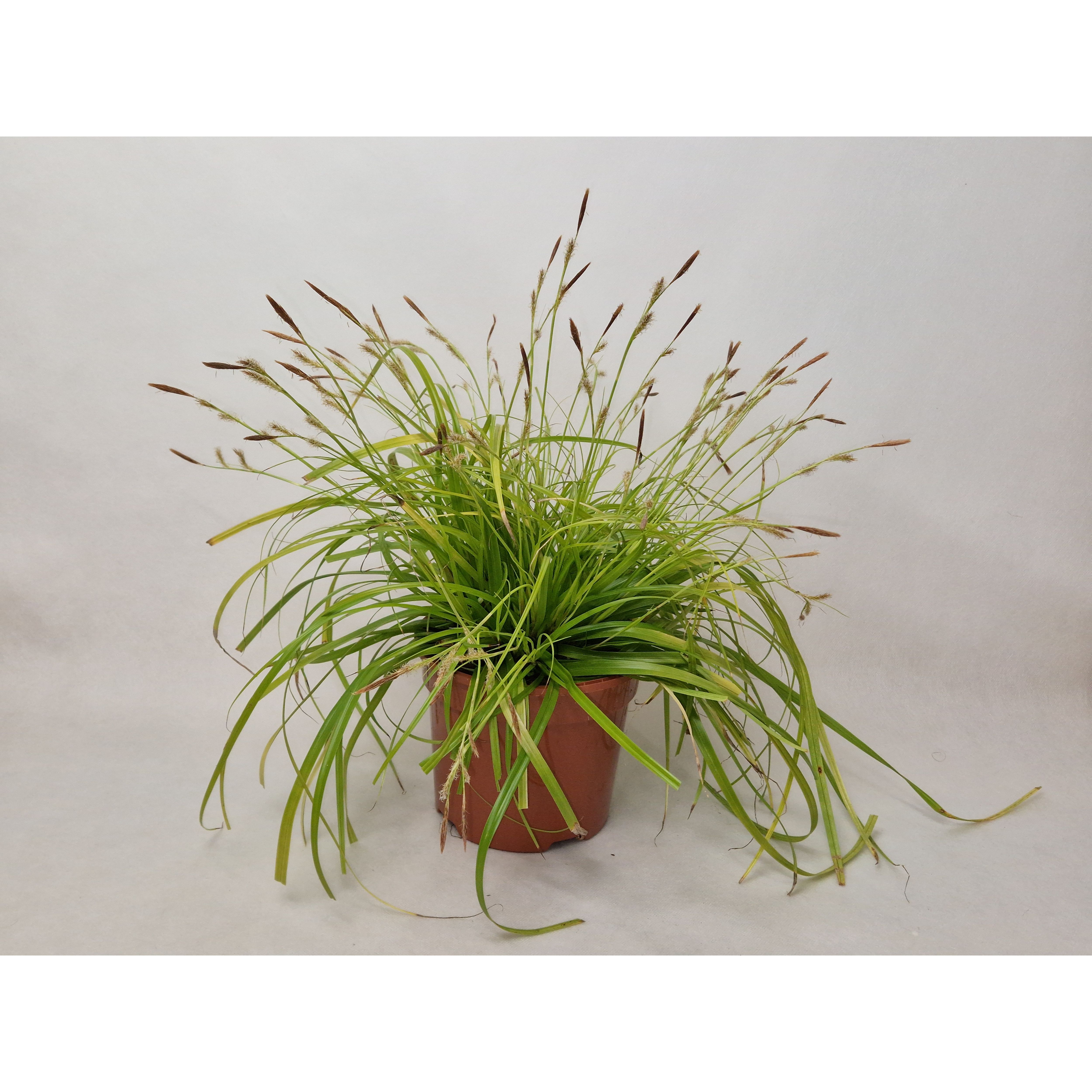 Verve Hardy Carex Mix Grass Small | DIY at B&Q