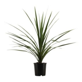 Plants, seeds & bulbs | DIY at B&Q