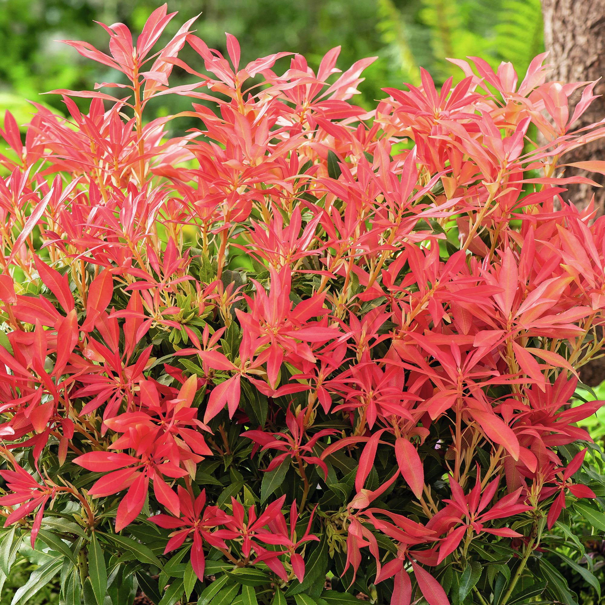 Verve Hardy Flaming Silver Shrub Plant 2L Small