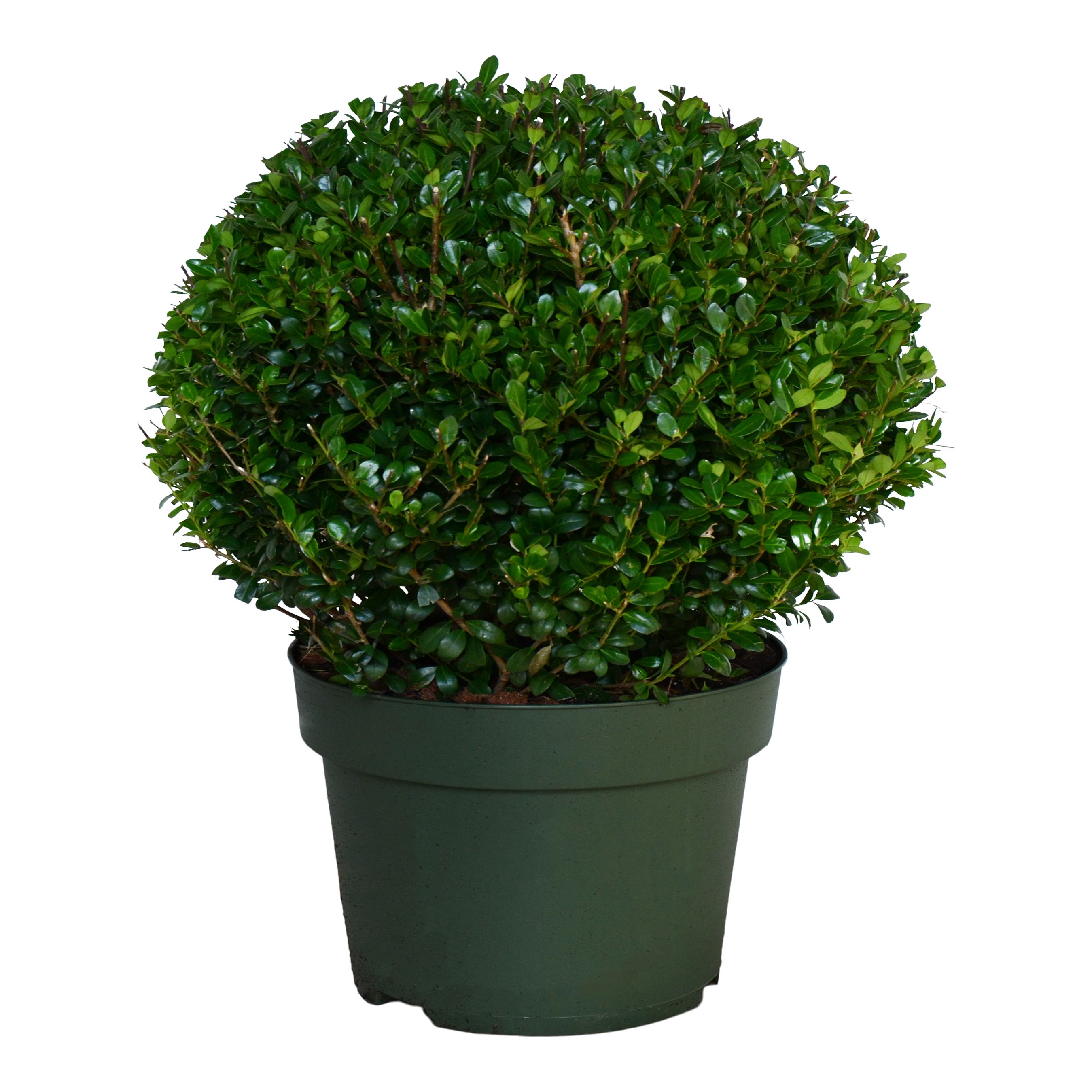 Verve Hardy Ilex Crenata Jenny ball Shrub