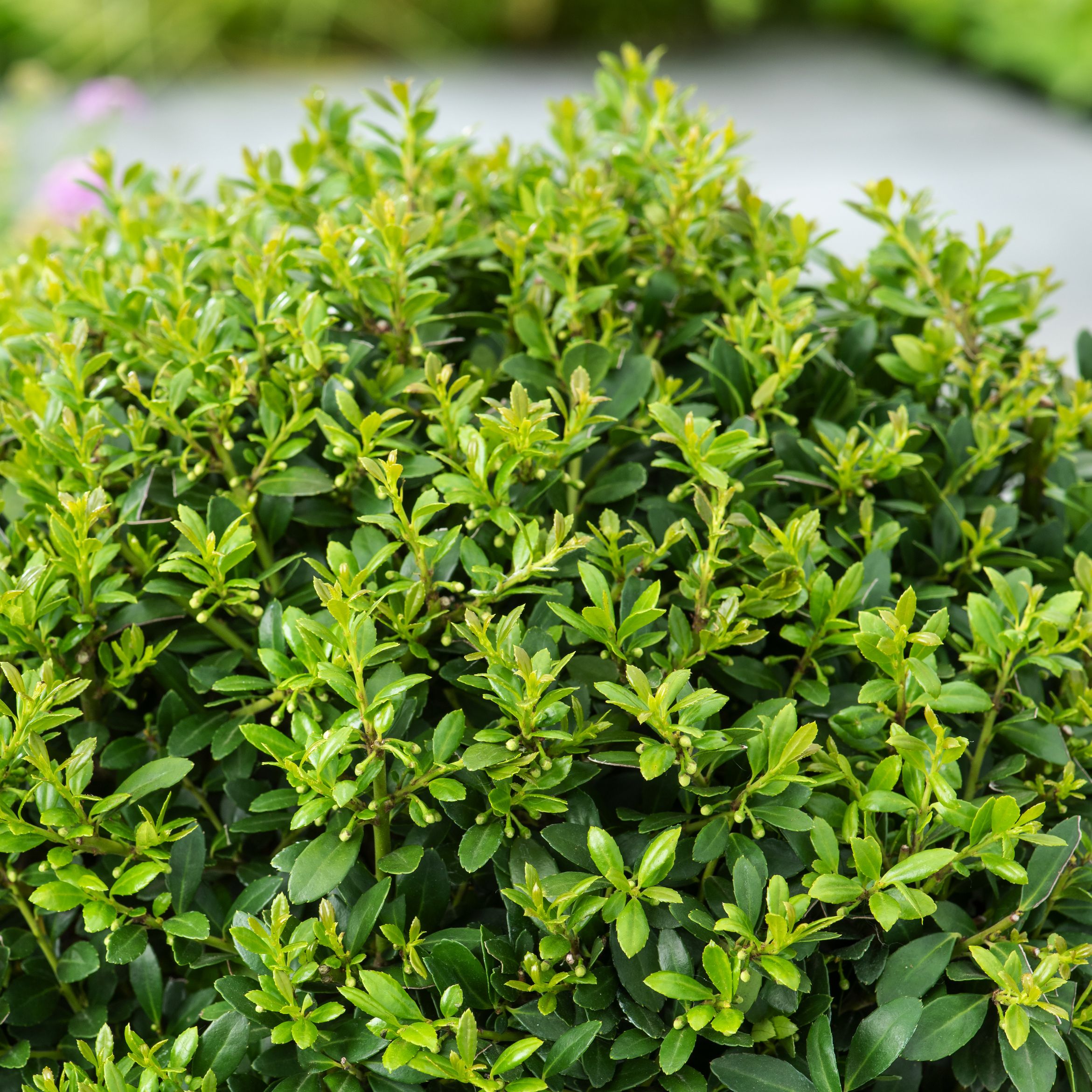 Verve Hardy Ilex Crenata Jenny ball Shrub