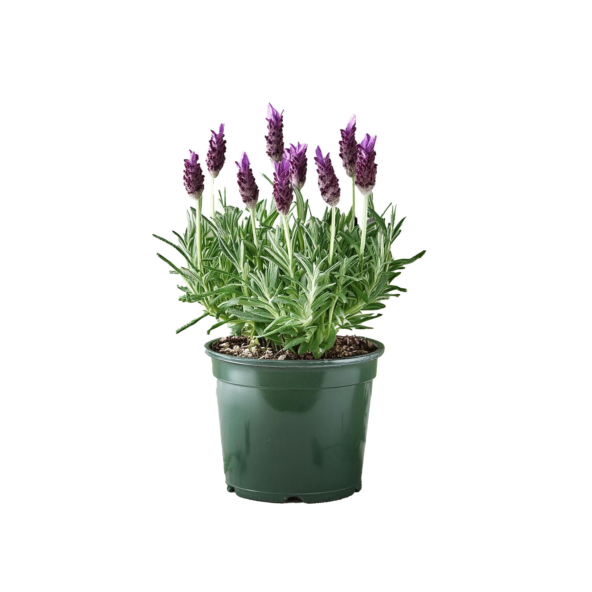 Verve Hardy Mix Lavender 1.5L Small | DIY at B&Q