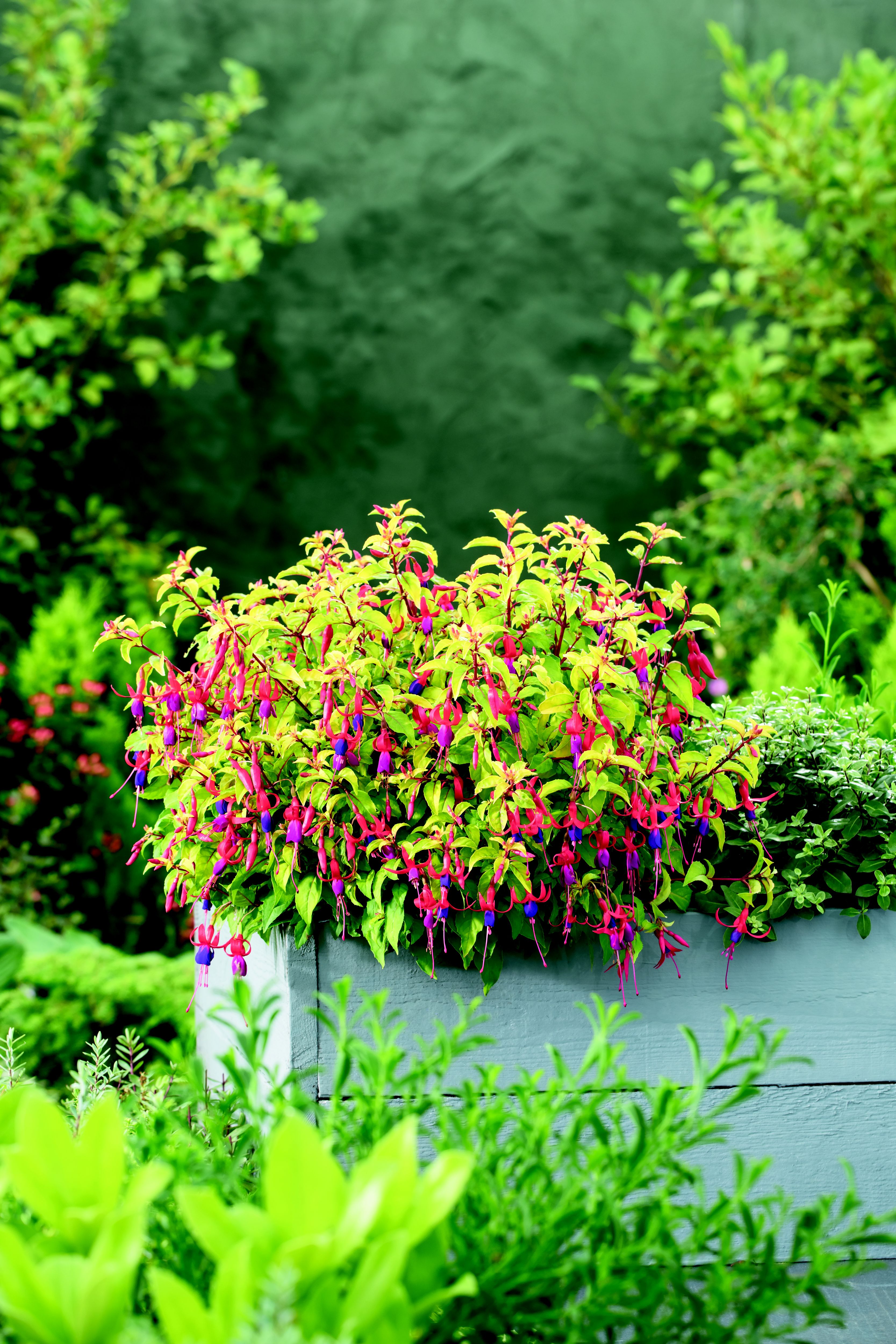Verve Hardy Mix Shrub Plant Small Fuchsia mix