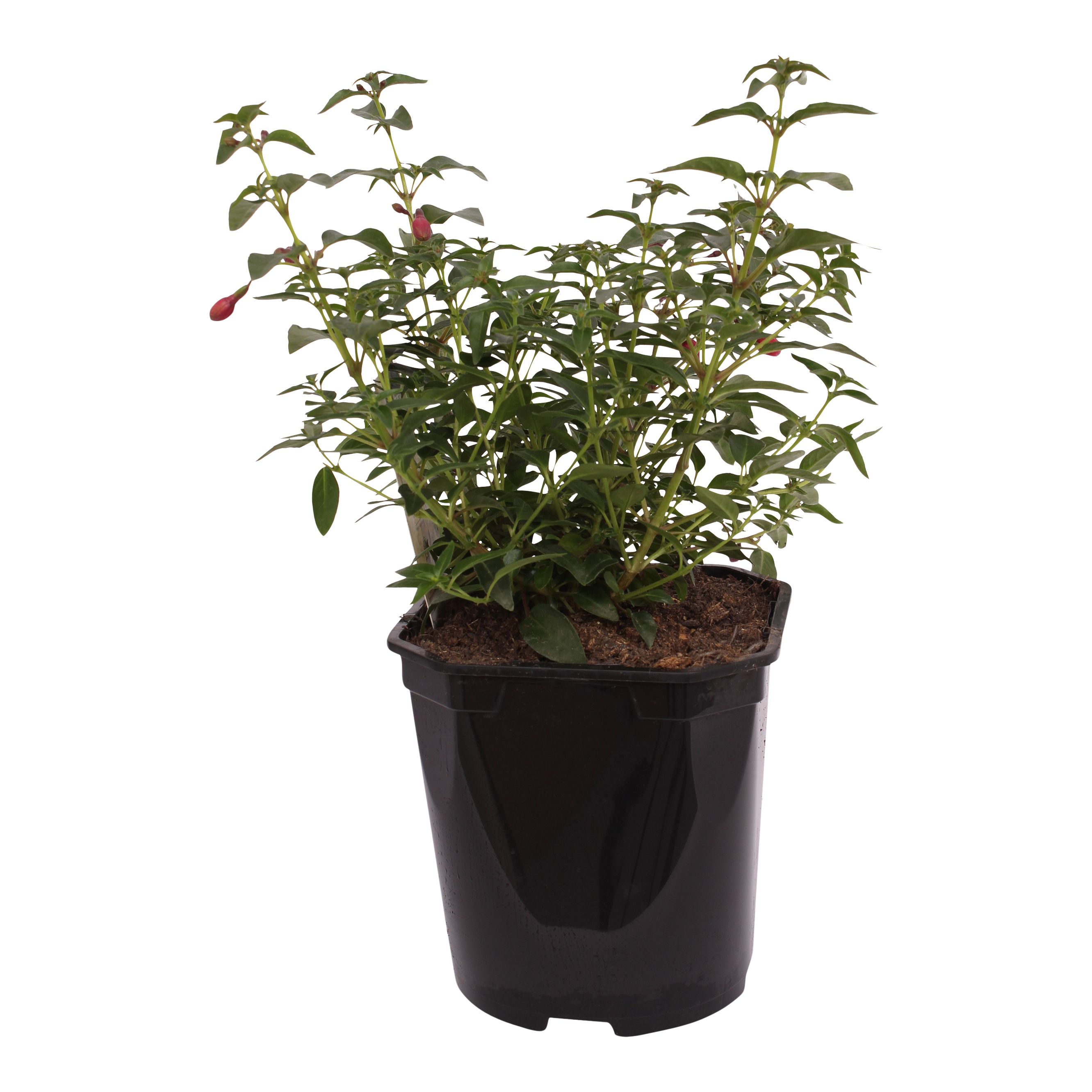 Verve Hardy Mix Shrub Plant Small Fuchsia mix