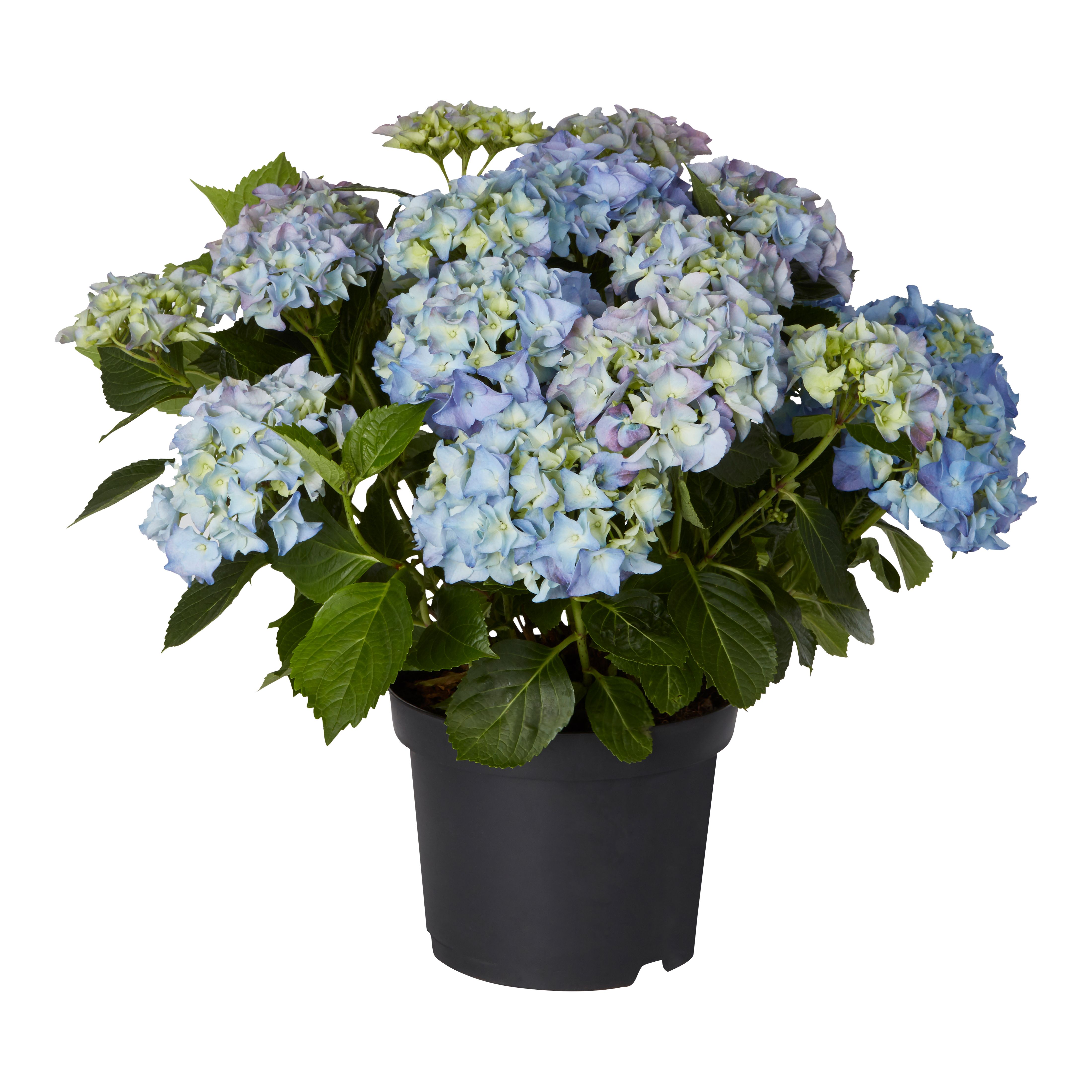 Verve Hardy Plants Blue Hydrangea