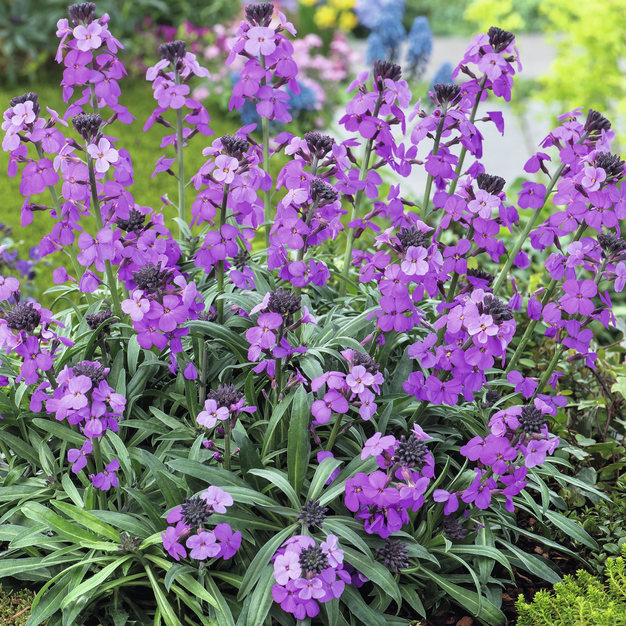 Verve Hardy Plants Bowles mauve Perennial Plant Small