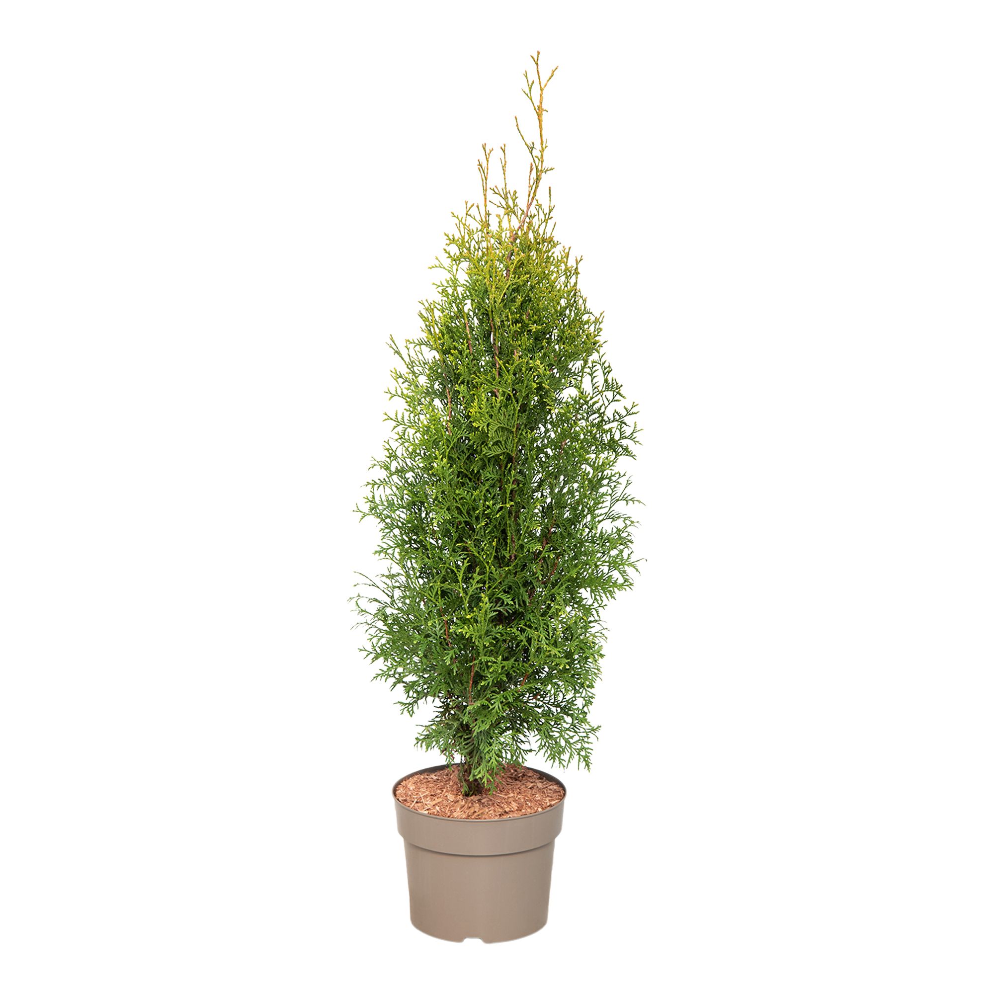 Verve Hardy Plants Brabant Conifer Plant