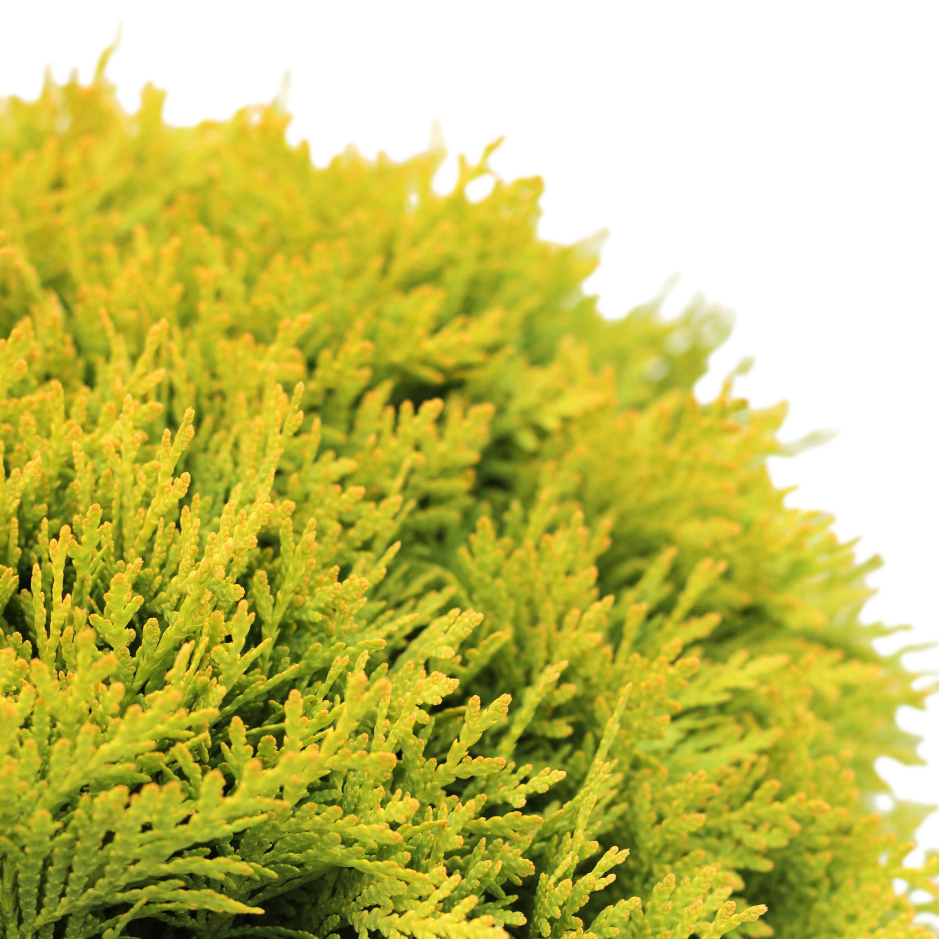 Verve Hardy Plants Brabant Conifer Plant