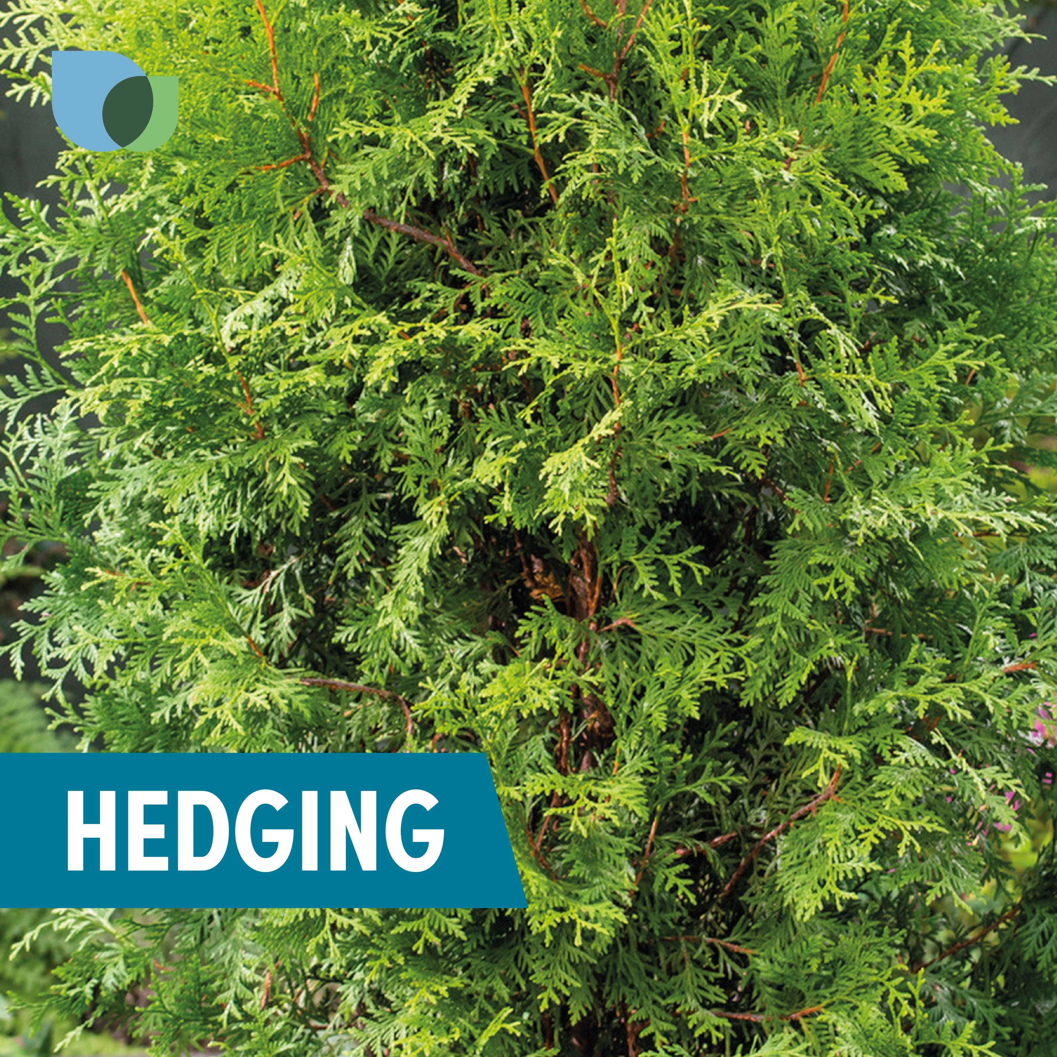 Verve Hardy Plants Brabant