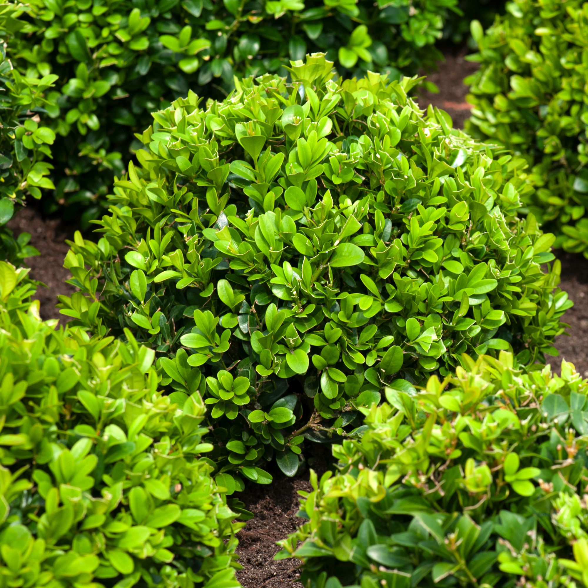 Verve Hardy Plants Buxus