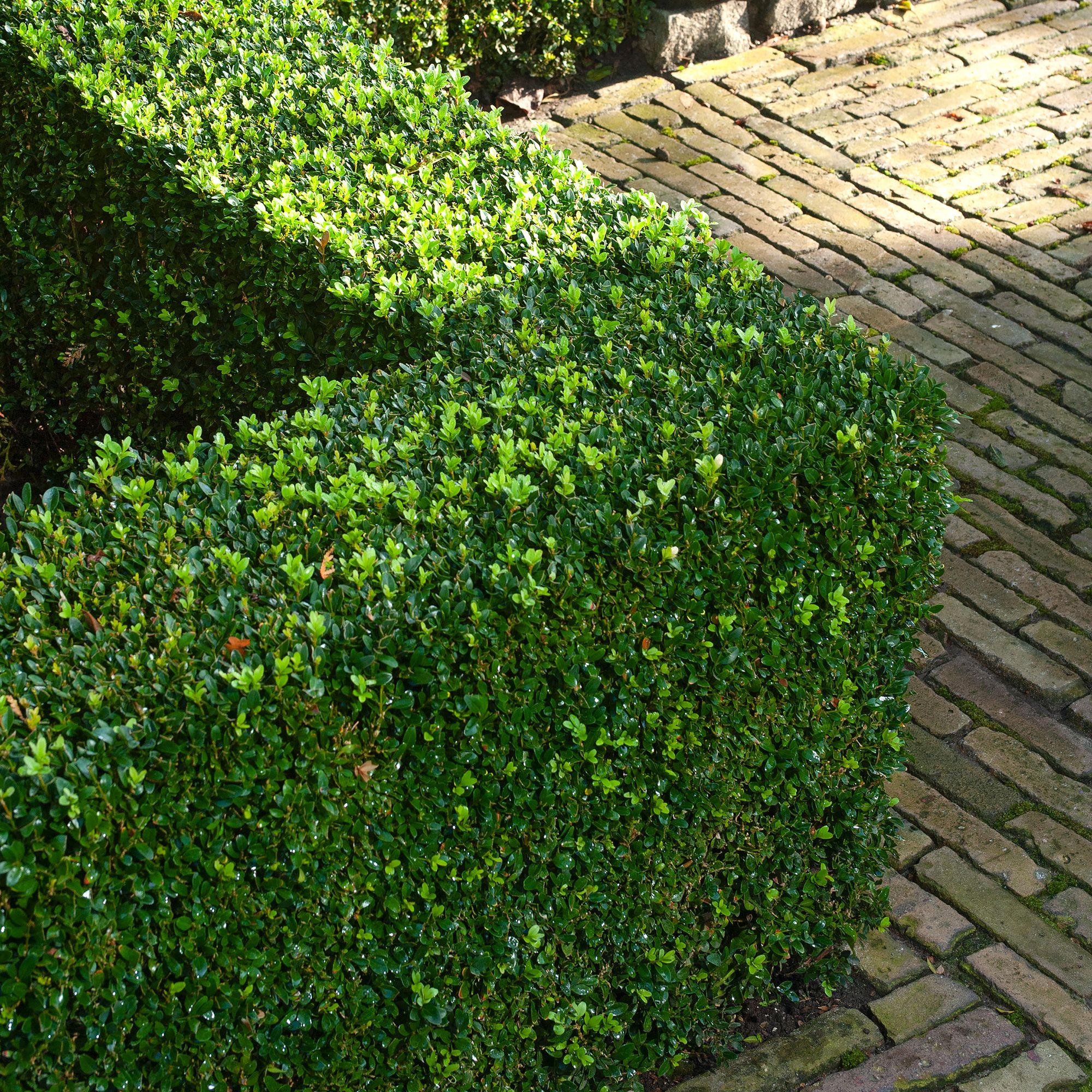 Verve Hardy Plants Buxus