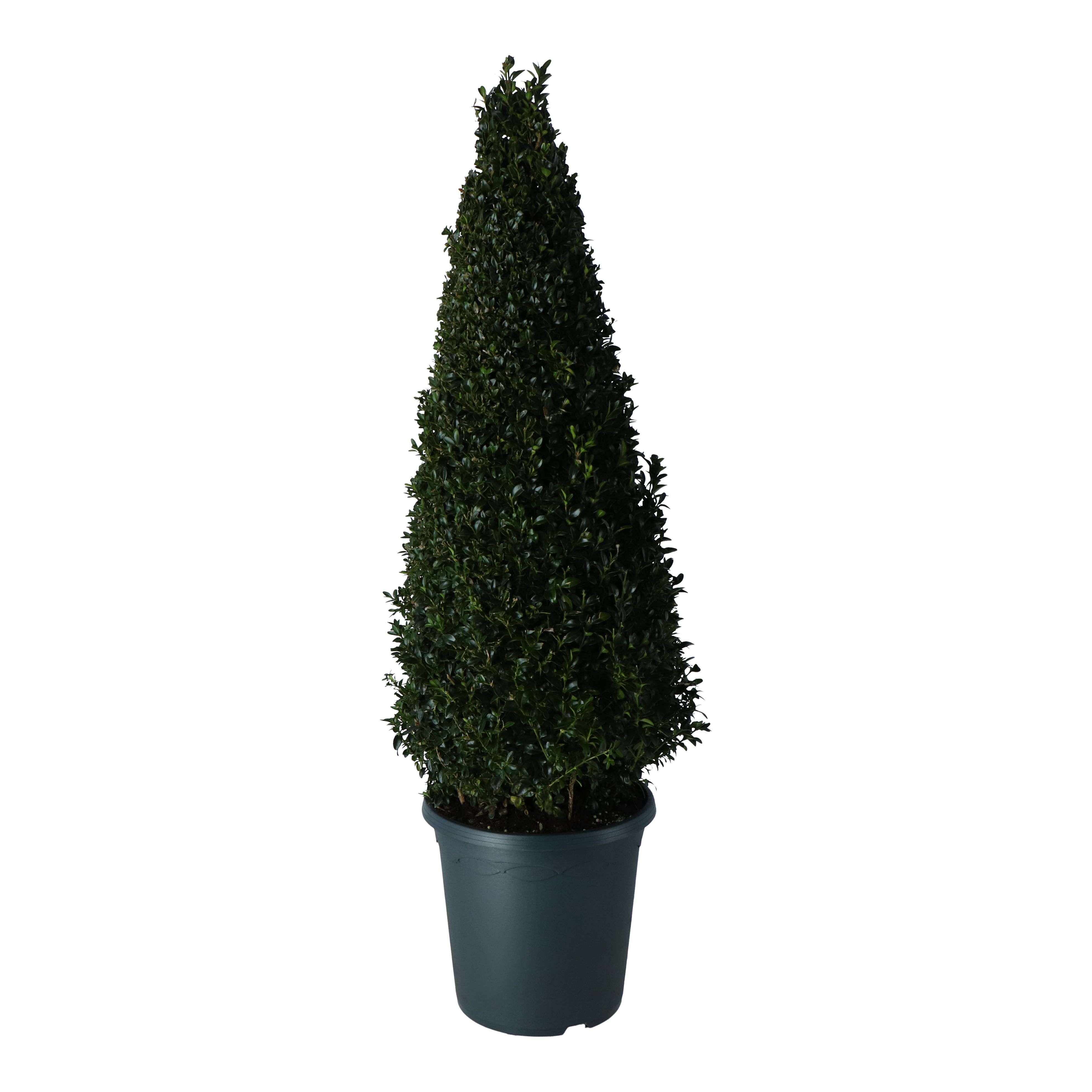 Verve Hardy Plants Buxus