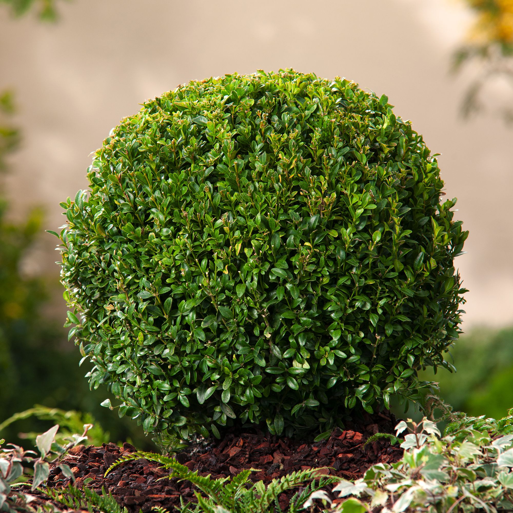 Verve Hardy Plants Buxus