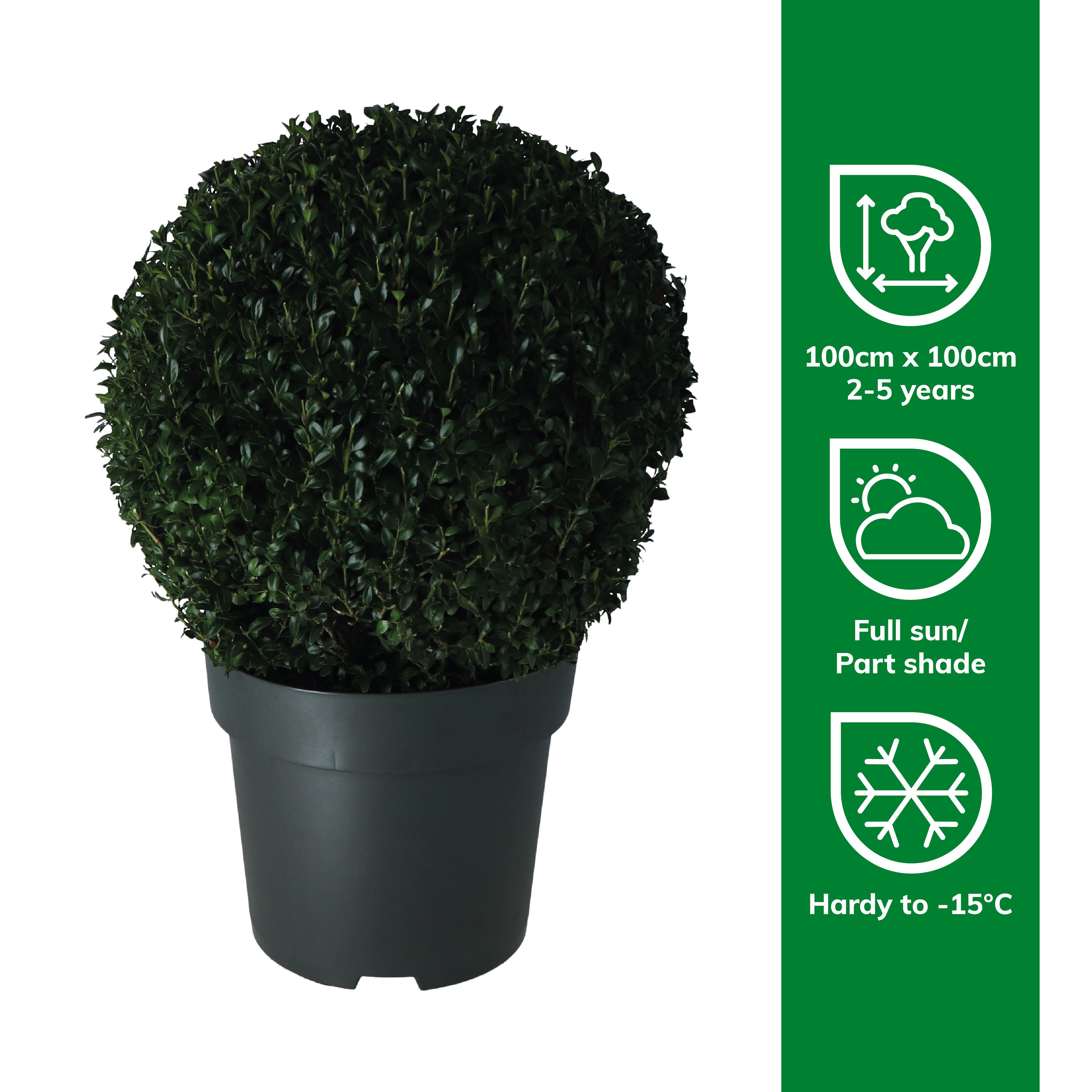 Verve Hardy Plants Buxus