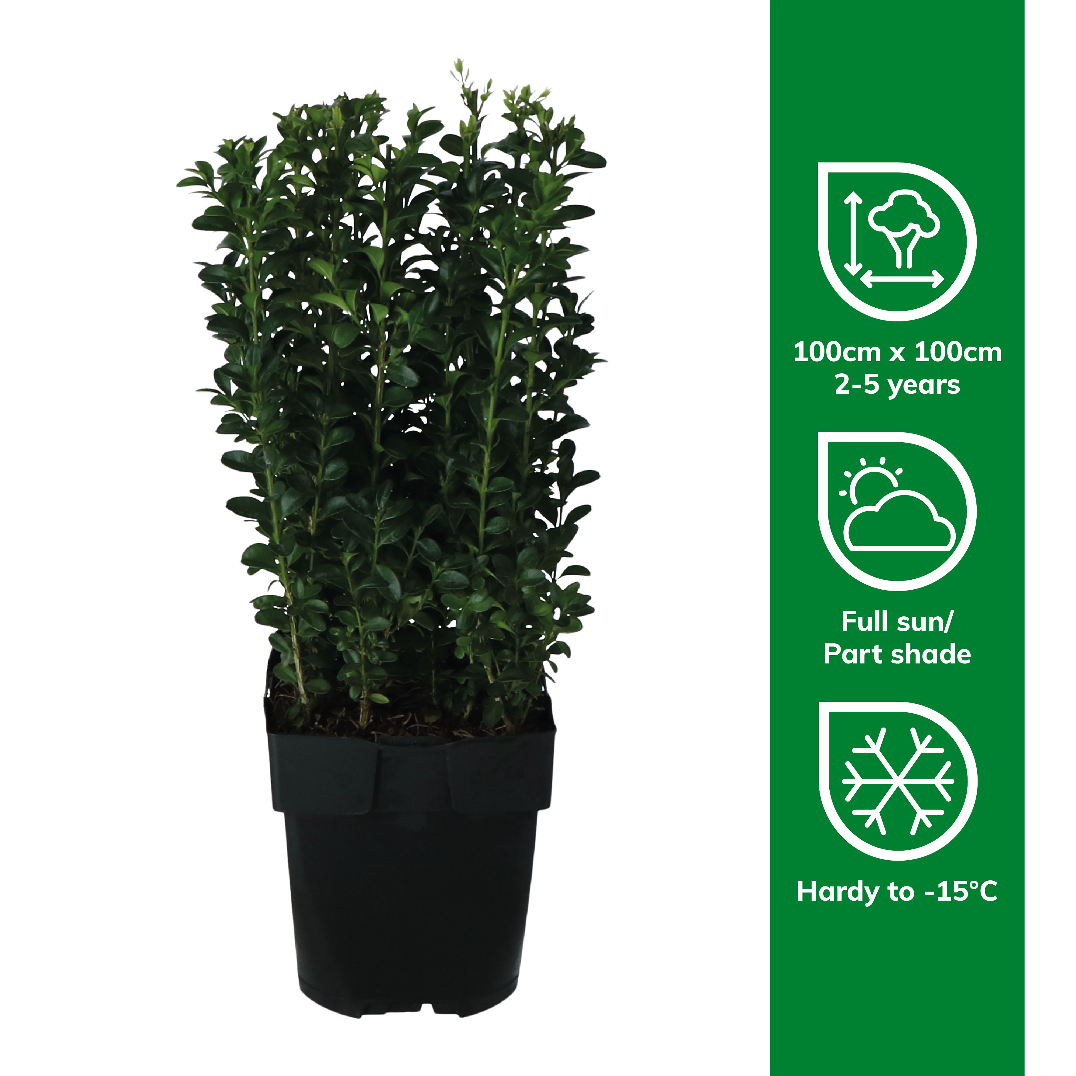Verve Hardy Plants Buxus