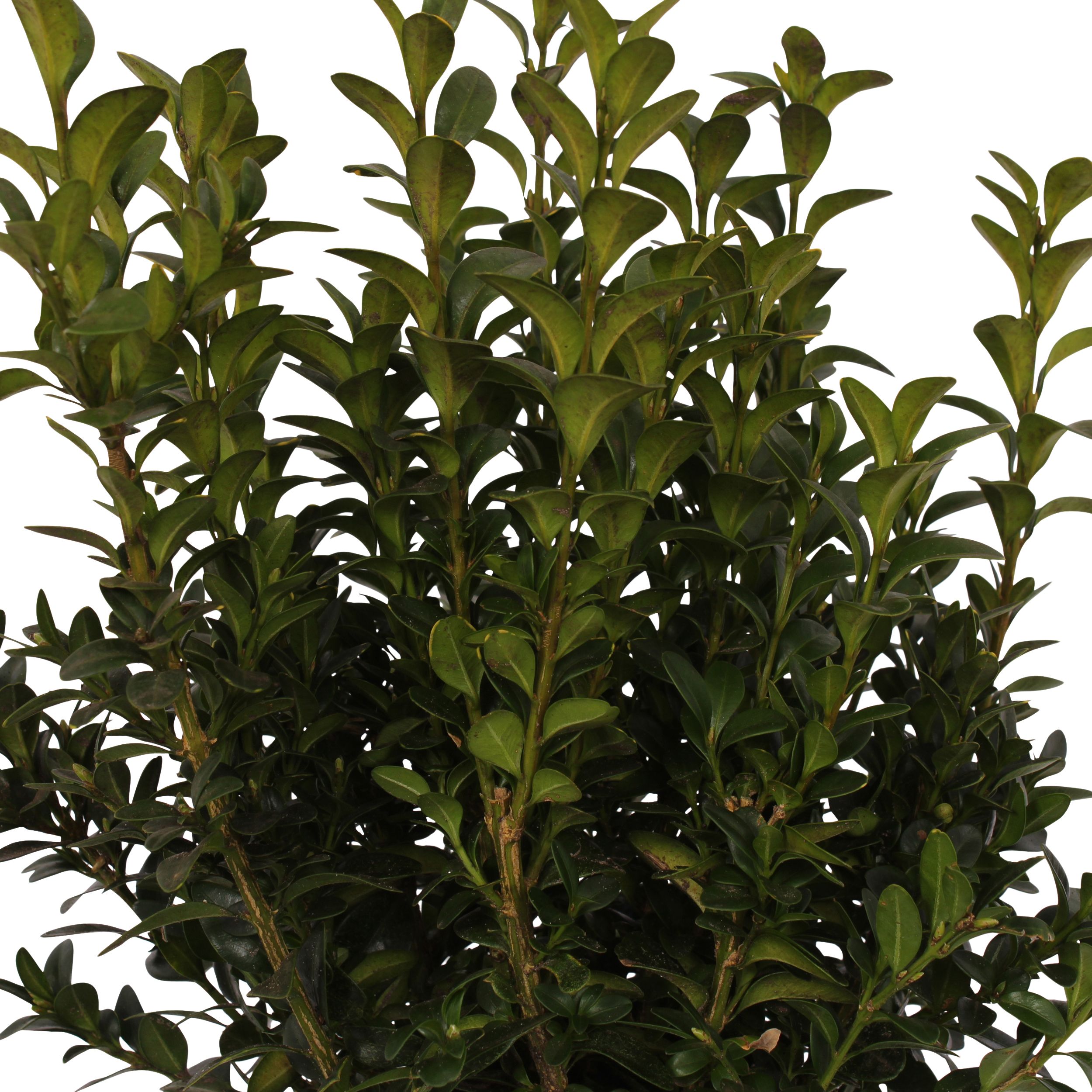 Verve Hardy Plants Buxus