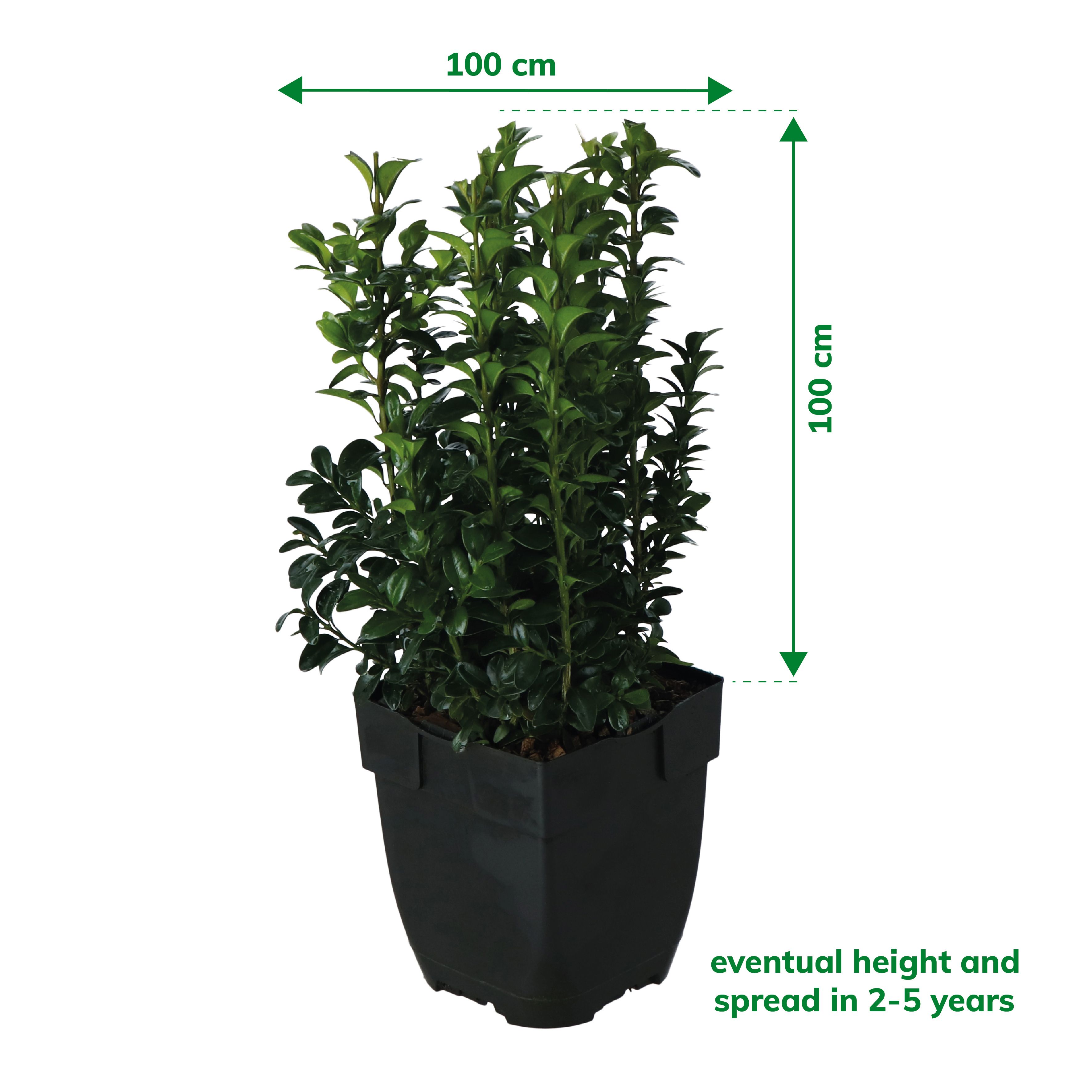 Verve Hardy Plants Buxus