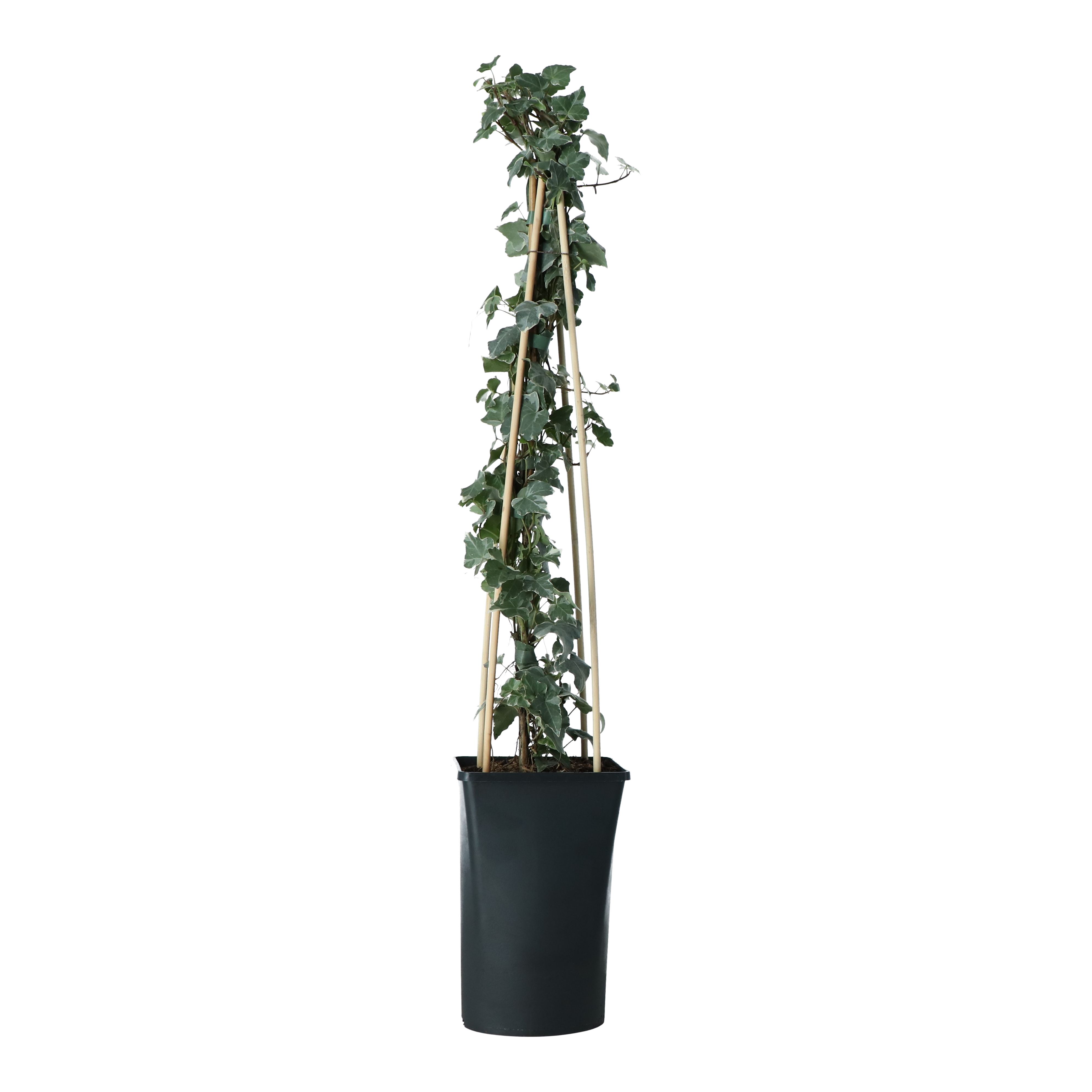 Verve Hardy Plants Climber Plant