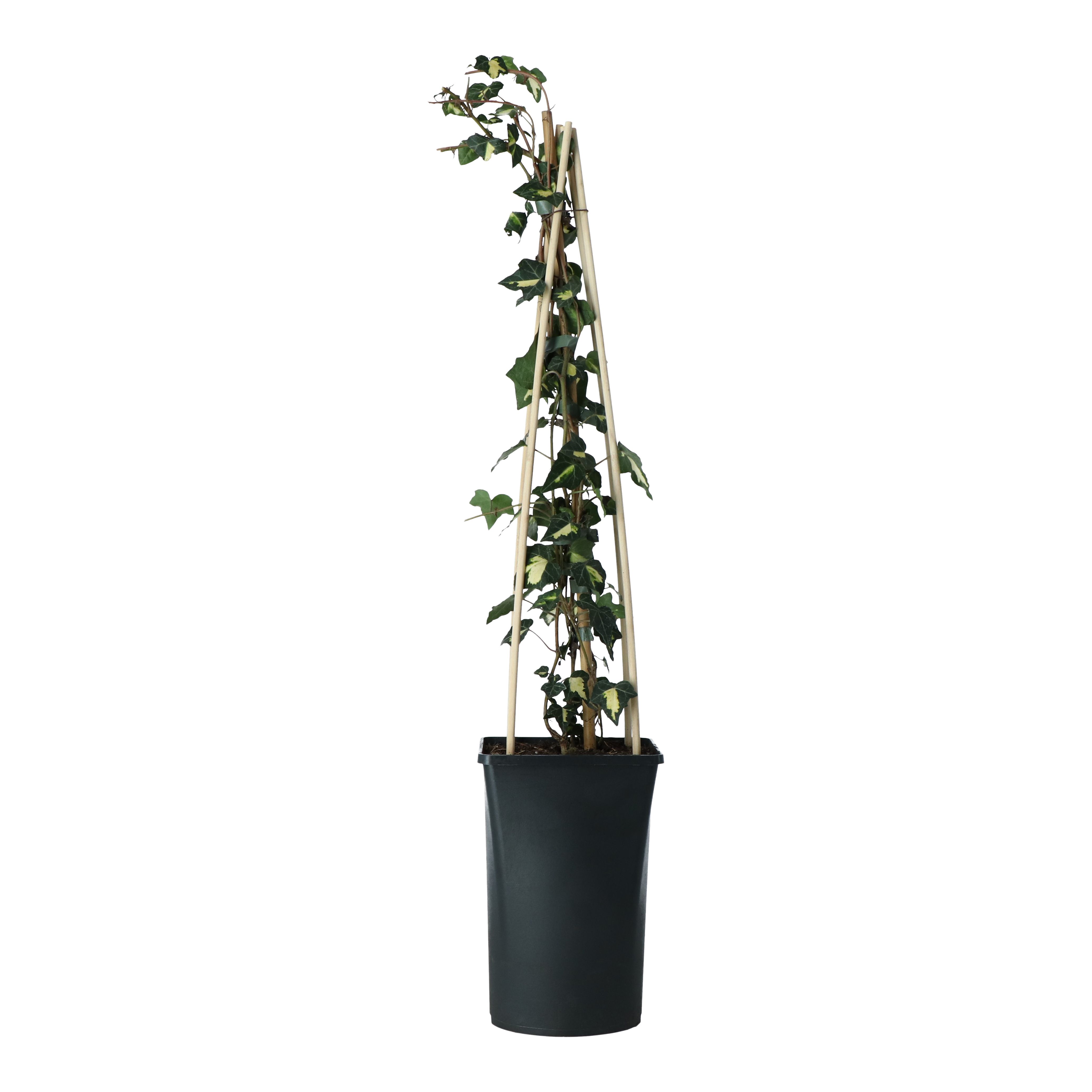 Verve Hardy Plants Climber Plant