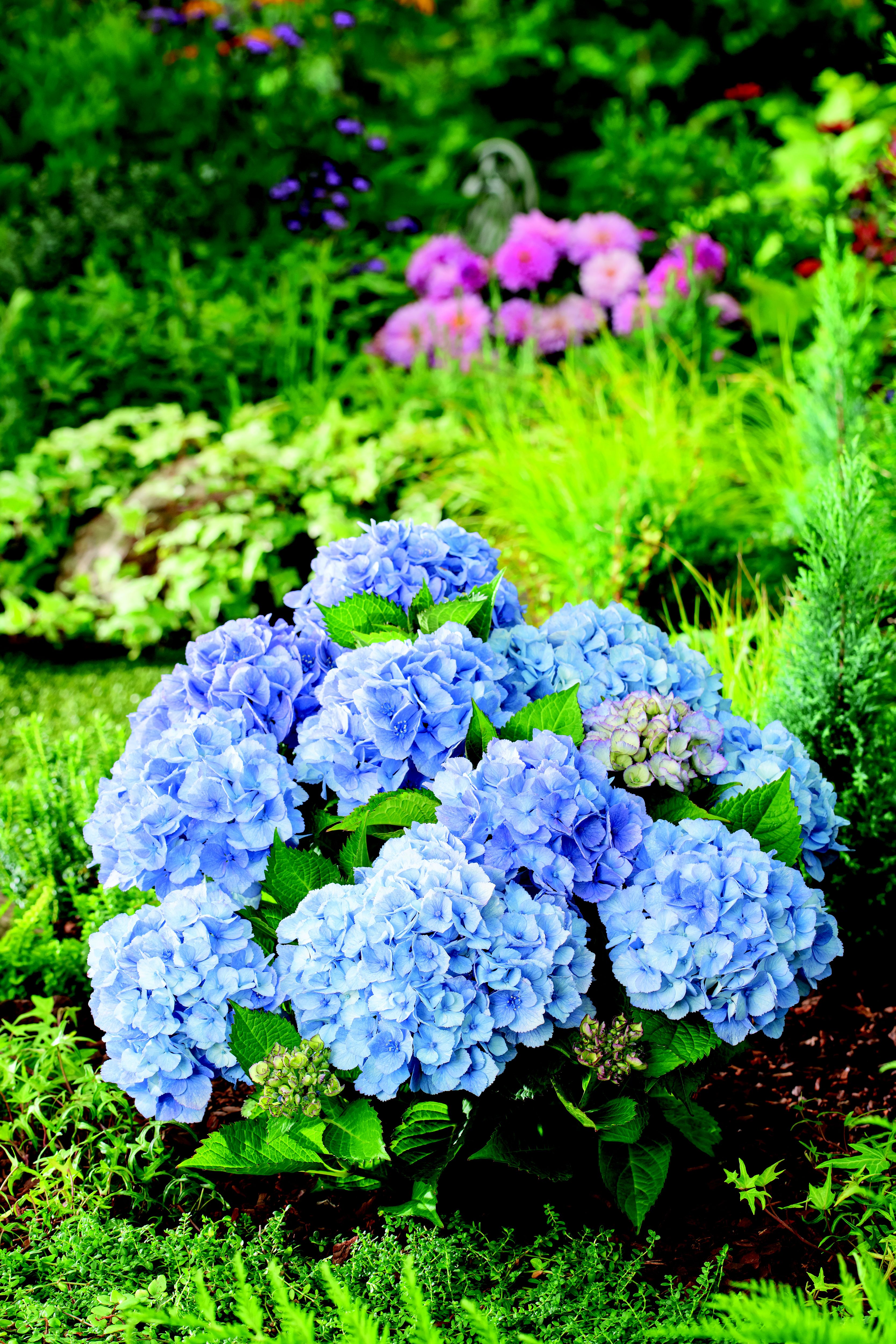 Verve Hardy Plants Early White Hydrangea