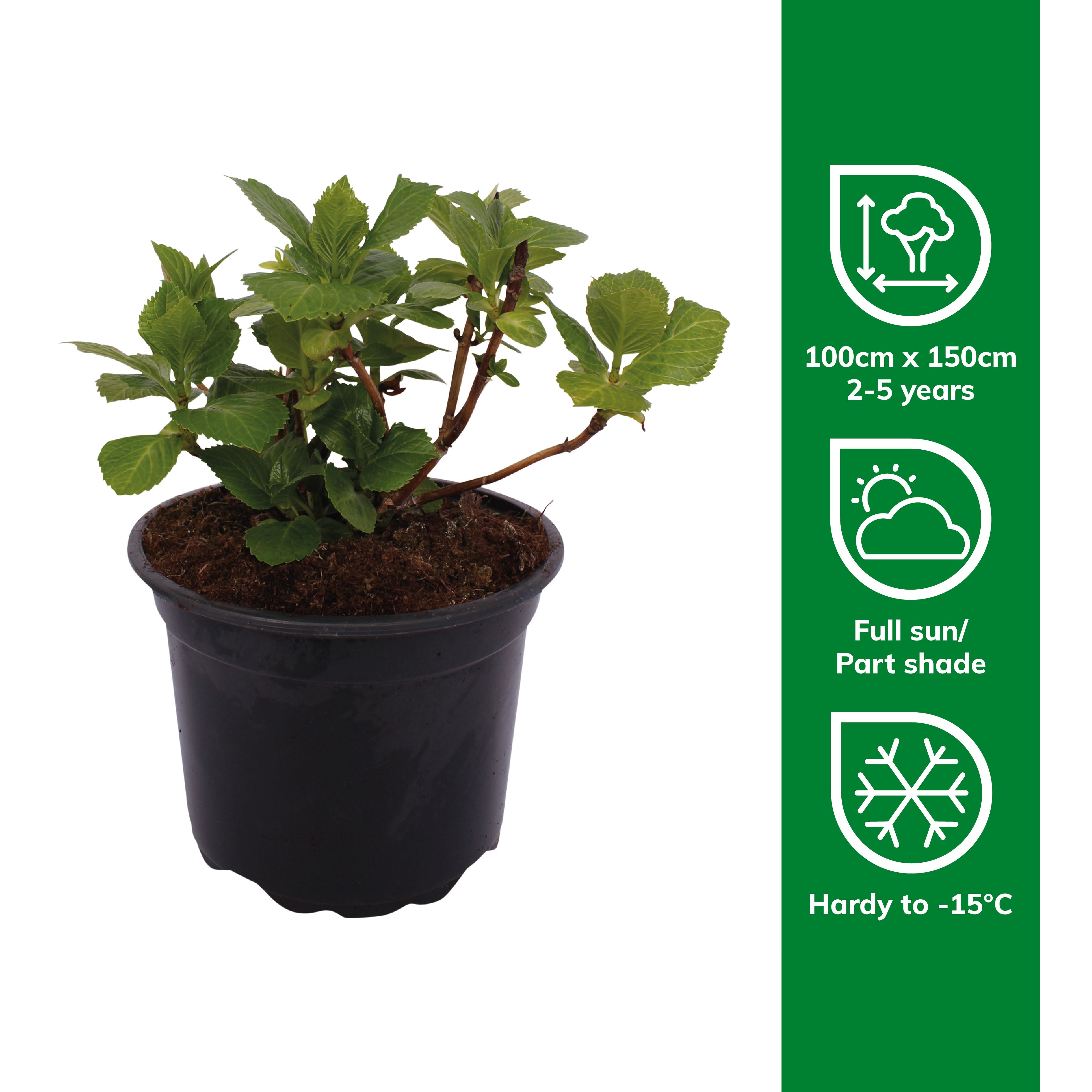 Verve Hardy Plants Early White Hydrangea