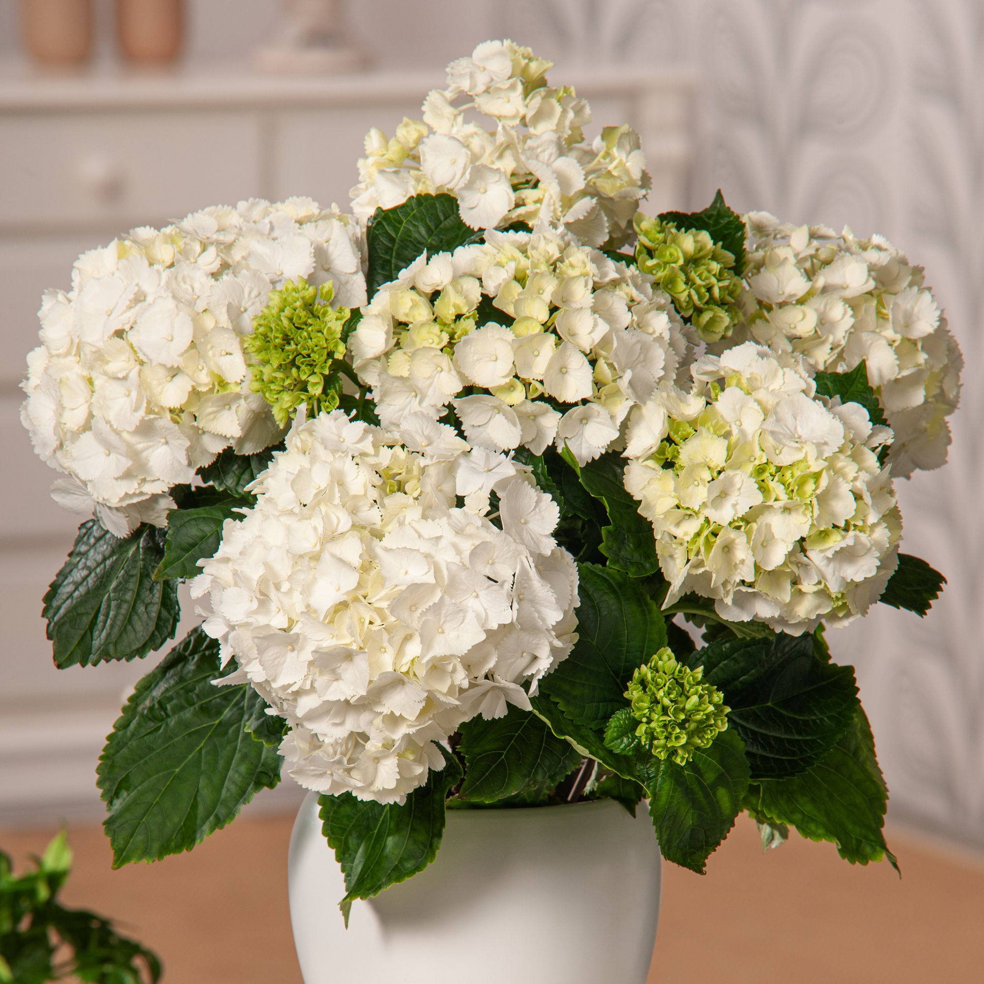 Verve Hardy Plants Early White Hydrangea