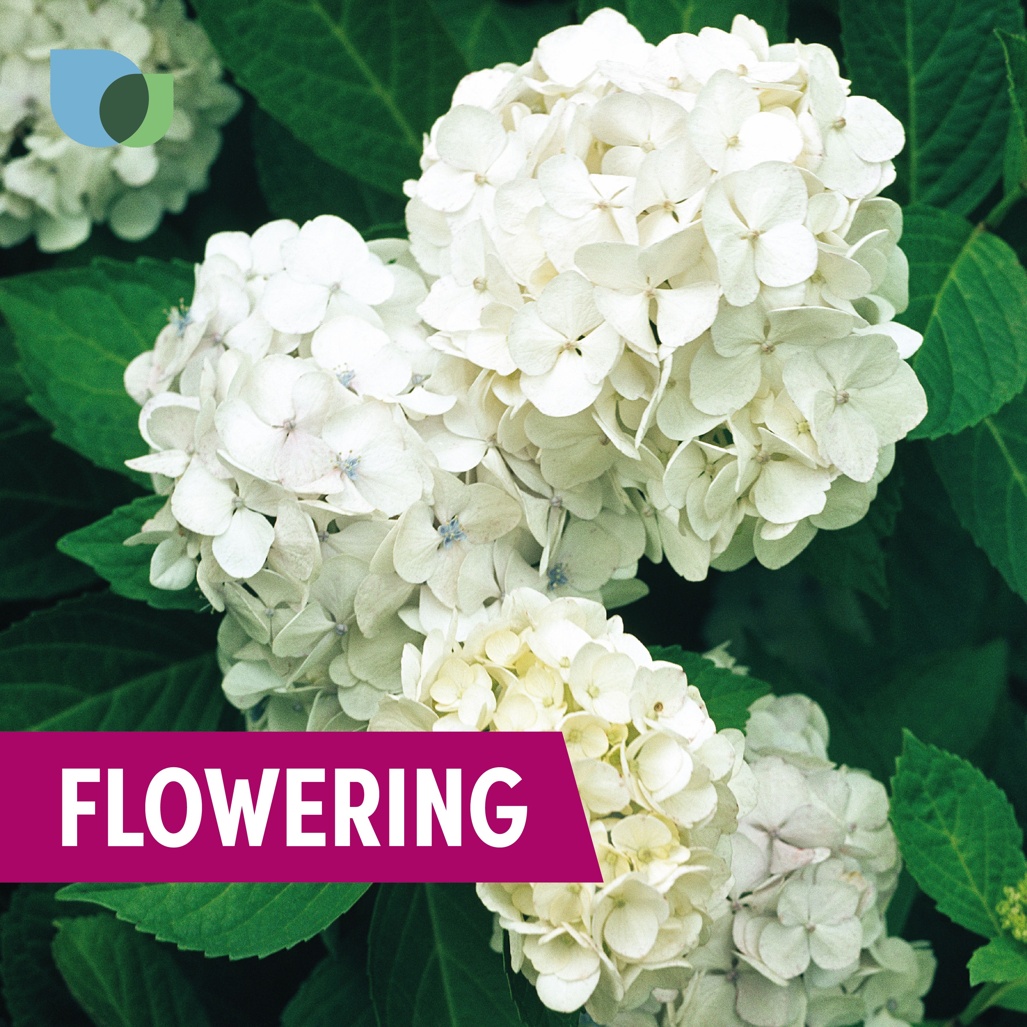 Verve Hardy Plants Early White Hydrangea