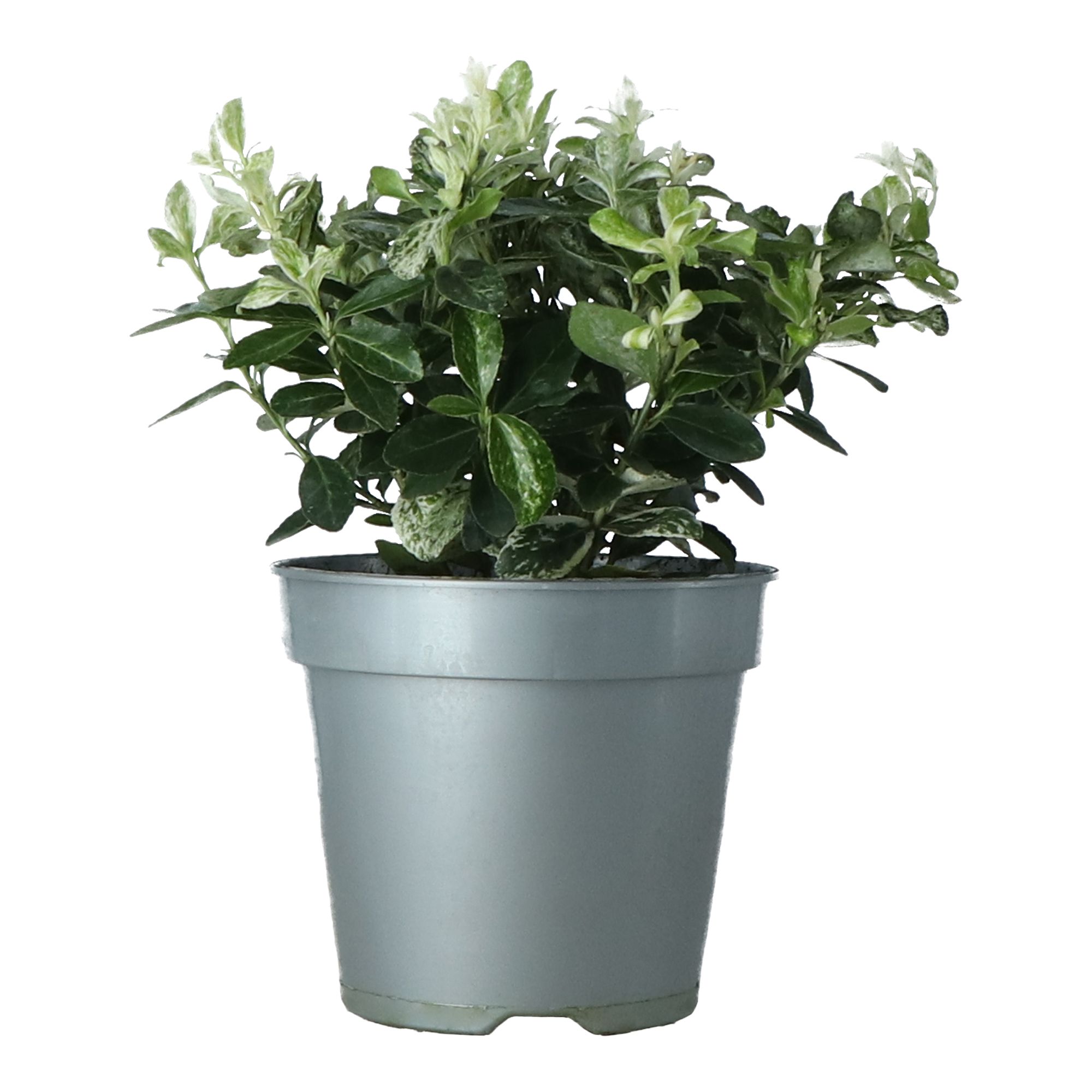 Verve Hardy Plants Euonymus Pierroleno Shrub Plant Small