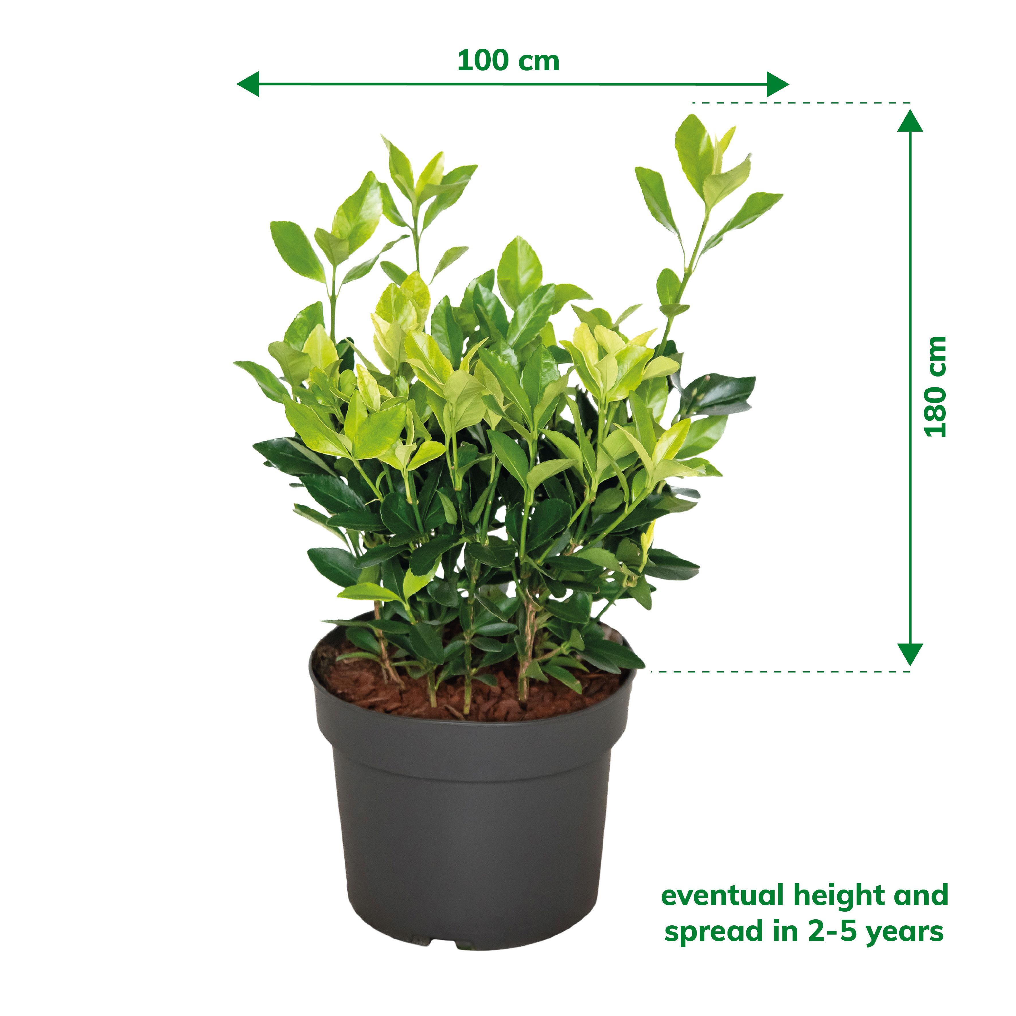 Verve Hardy Plants Euonymus White Spire Shrub Plant Small