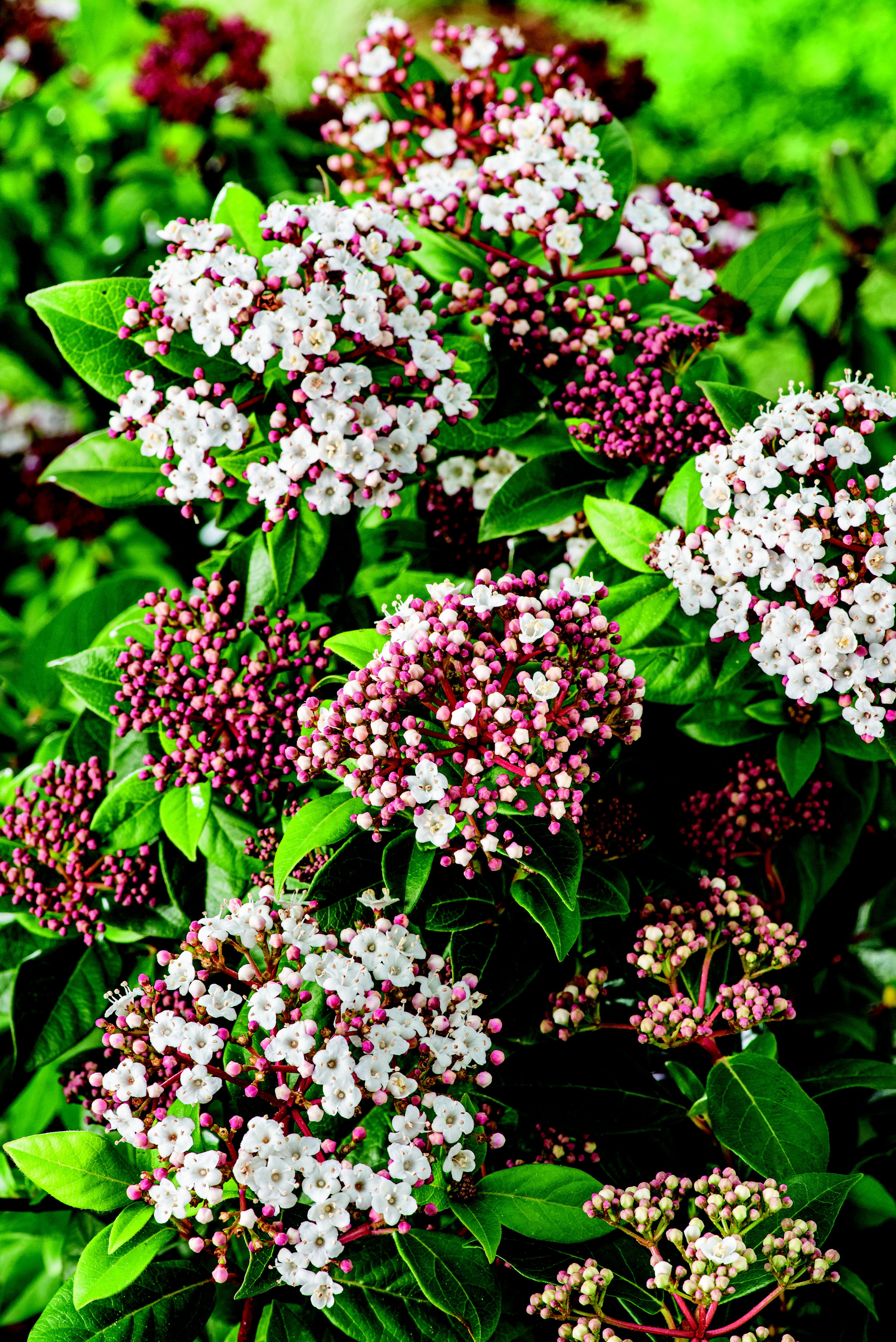 Verve Hardy Plants Eve Price Shrub Plant