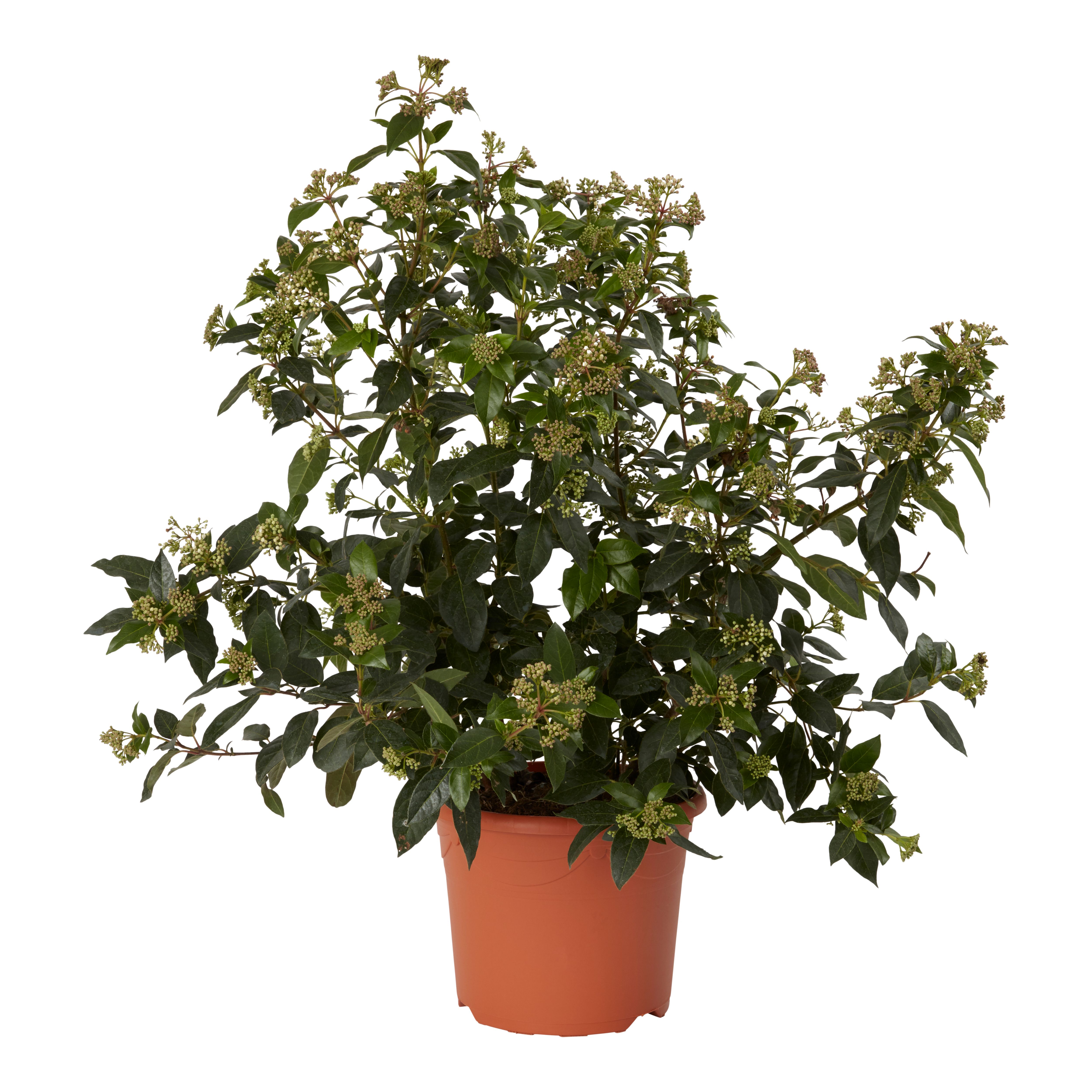Verve Hardy Plants Eve Price Shrub Plant