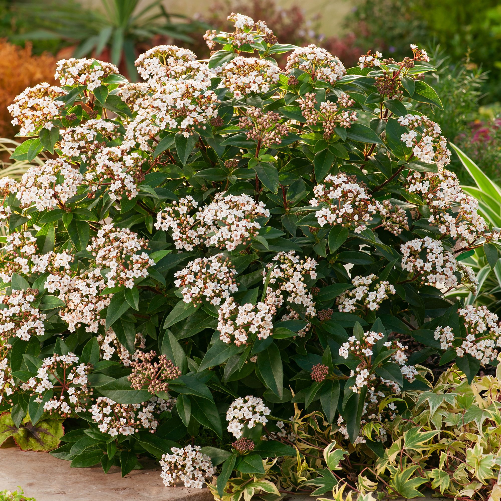 Verve Hardy Plants Eve Price Shrub Plant