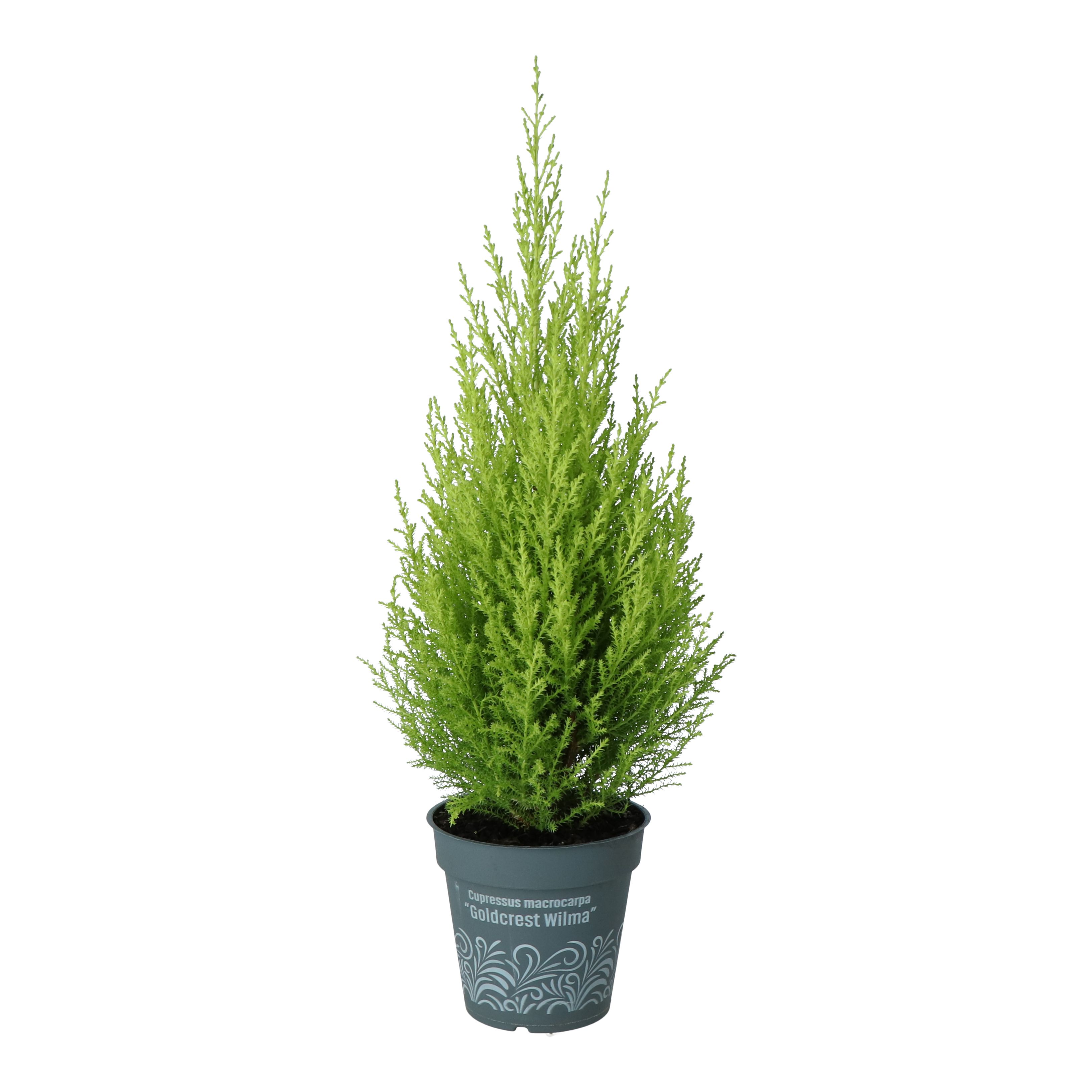 Verve Hardy Plants Goldcrest Conifer Plant