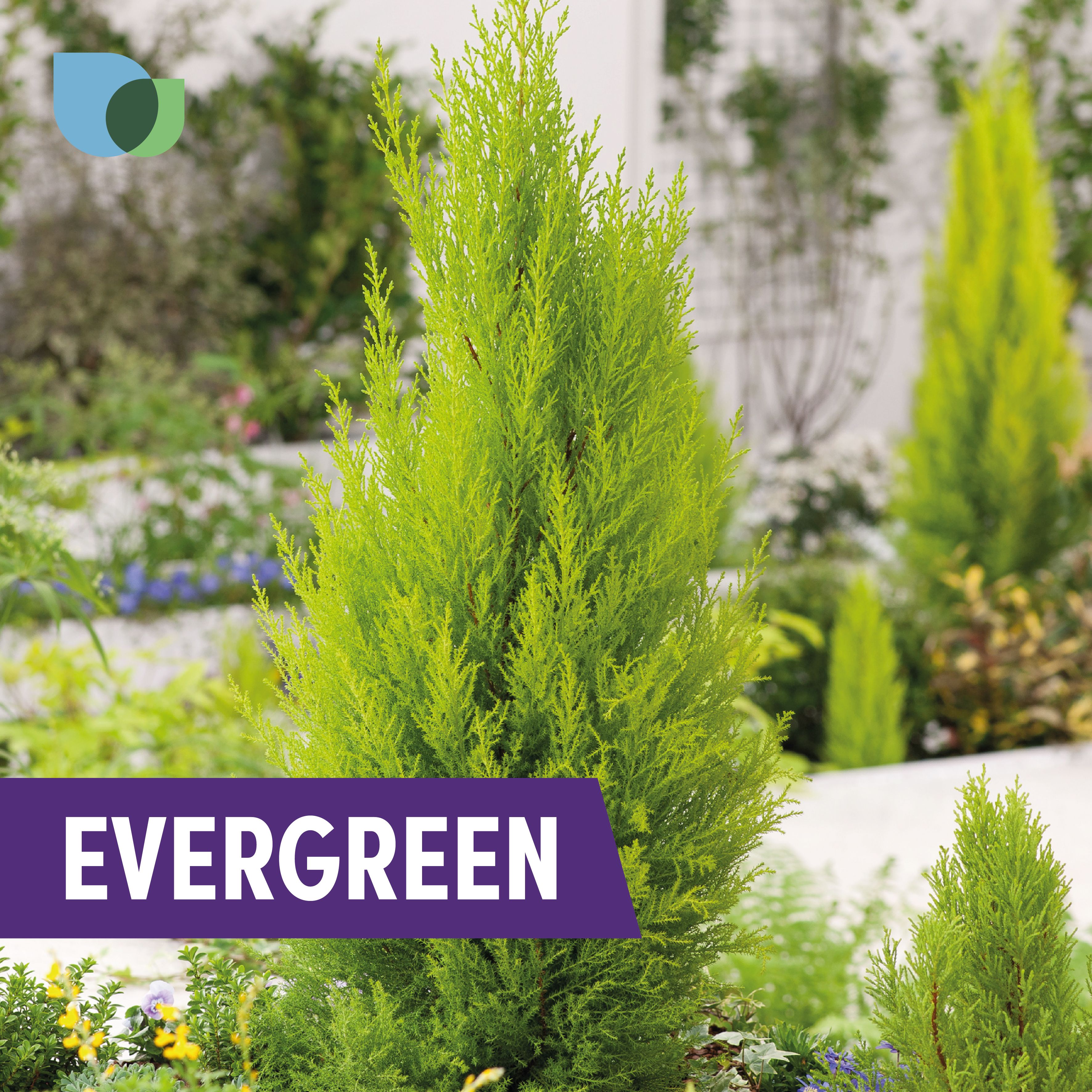 Verve Hardy Plants Goldcrest