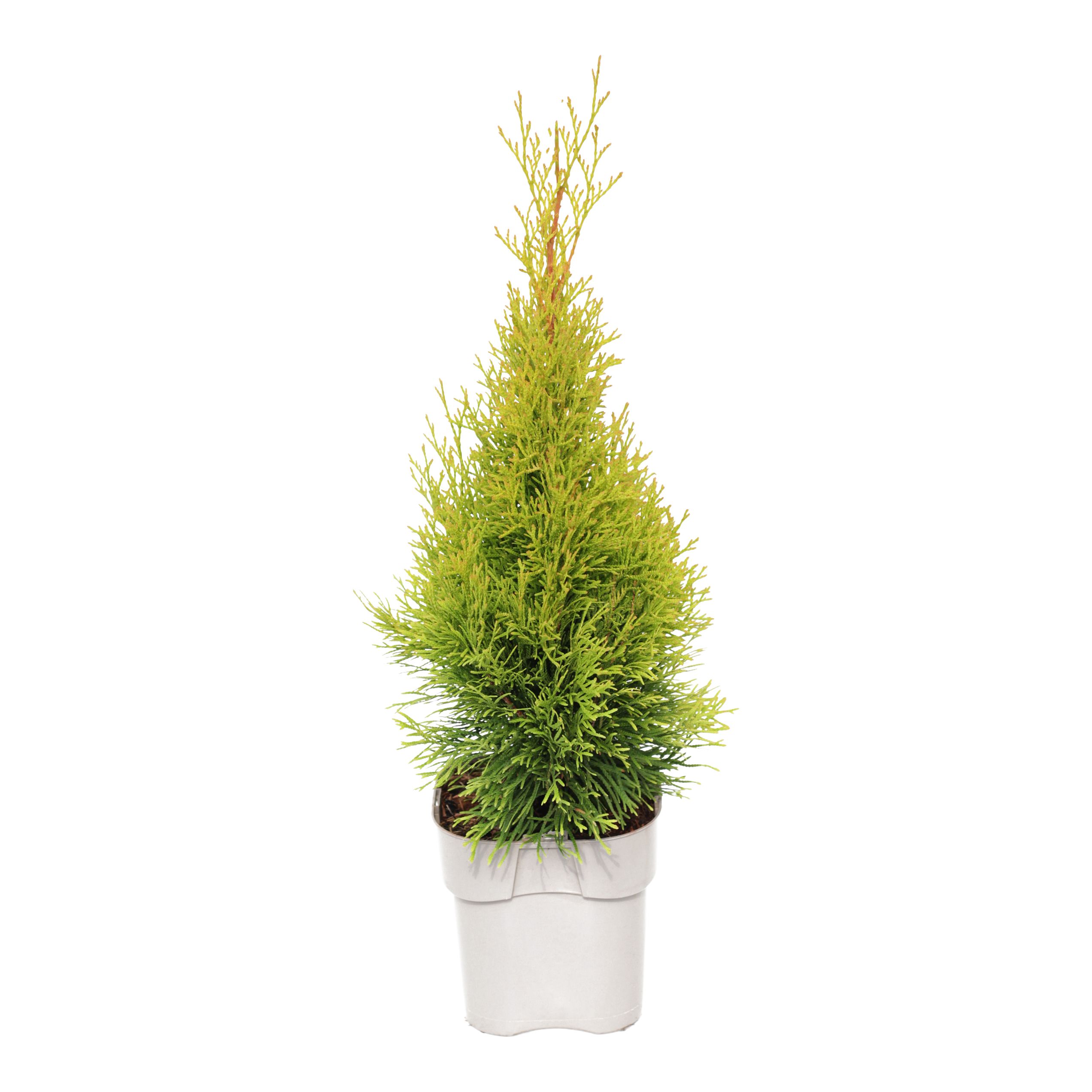 Verve Hardy Plants Golden smaragd Conifer Plant