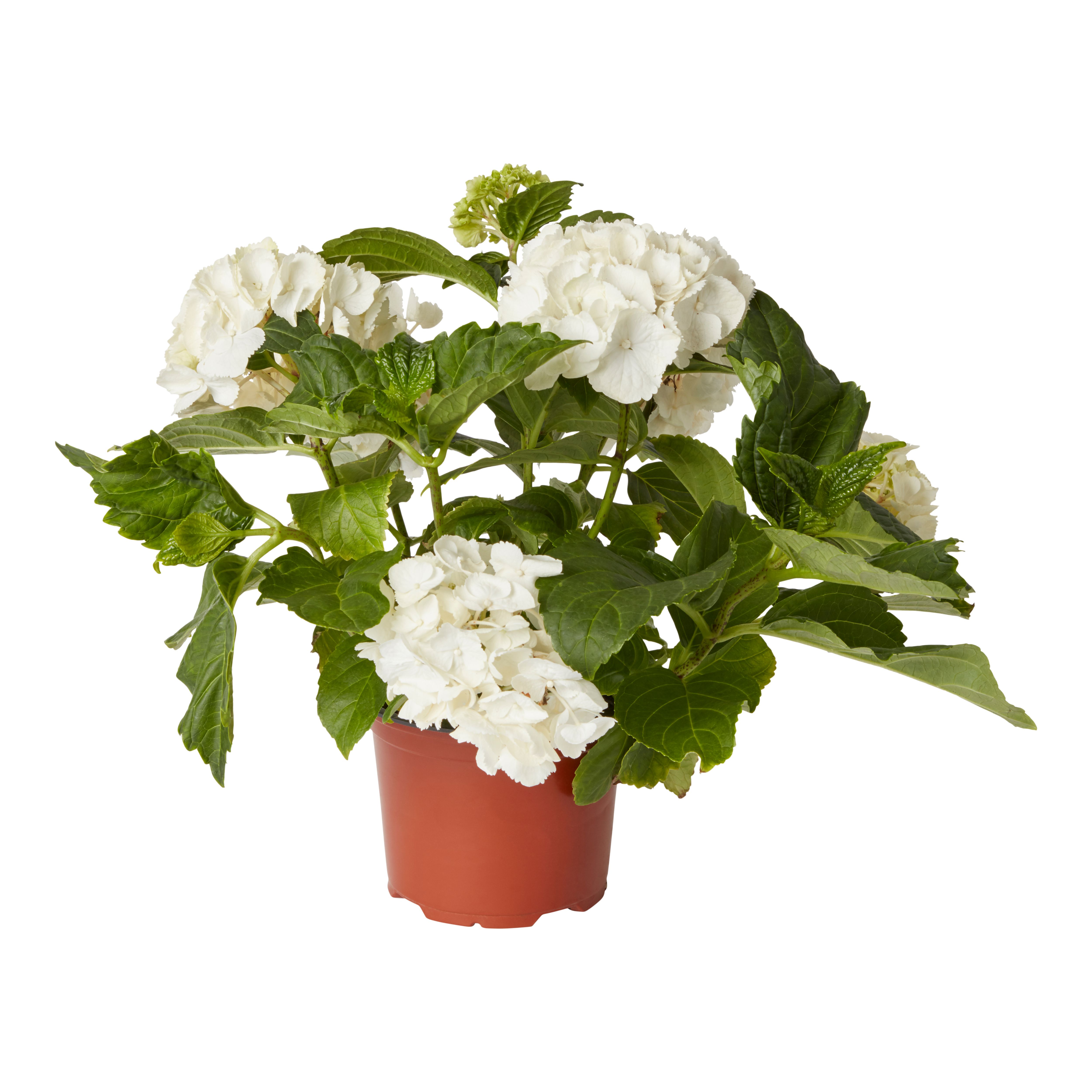 Verve Hardy Plants Hydrangea