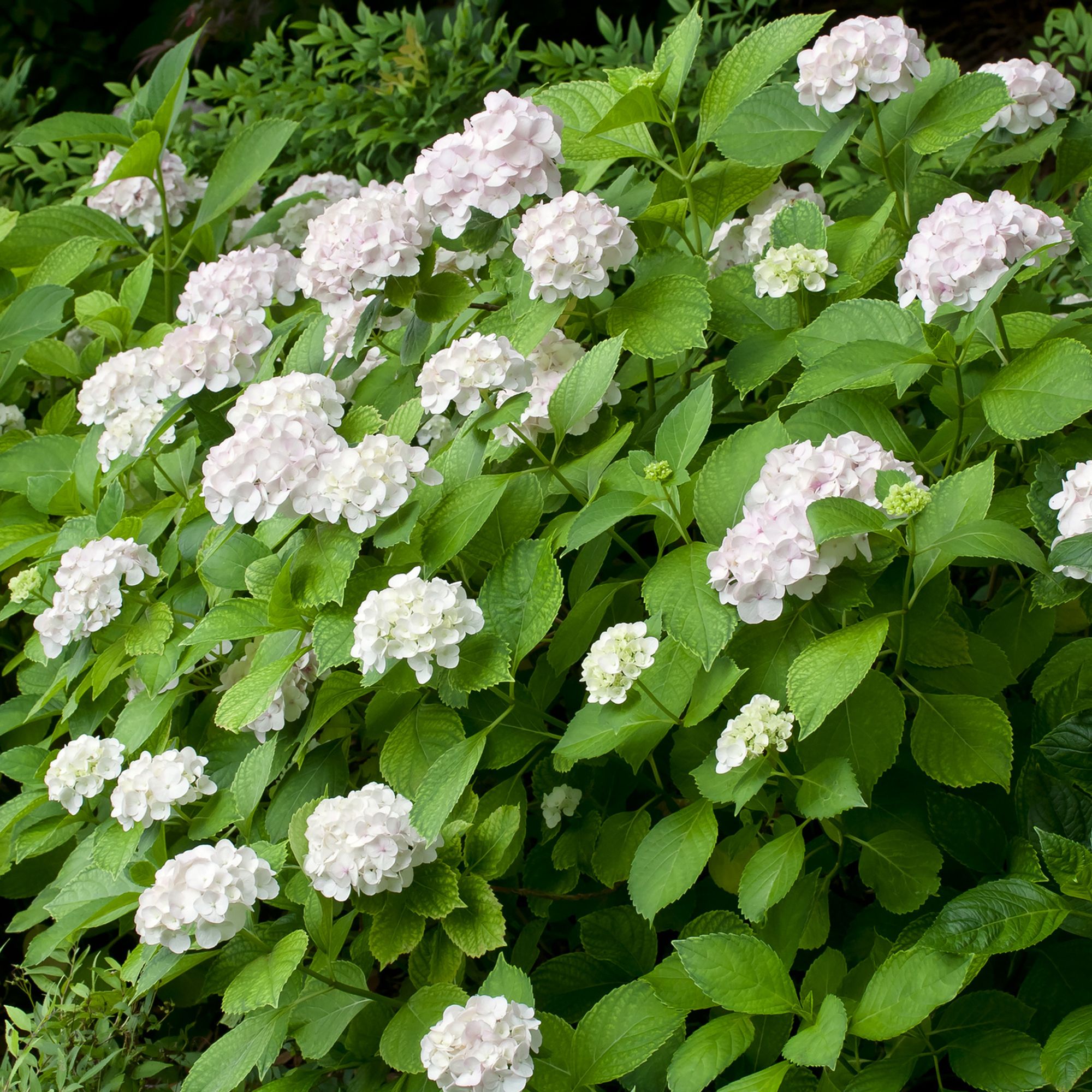 Verve Hardy Plants Hydrangea
