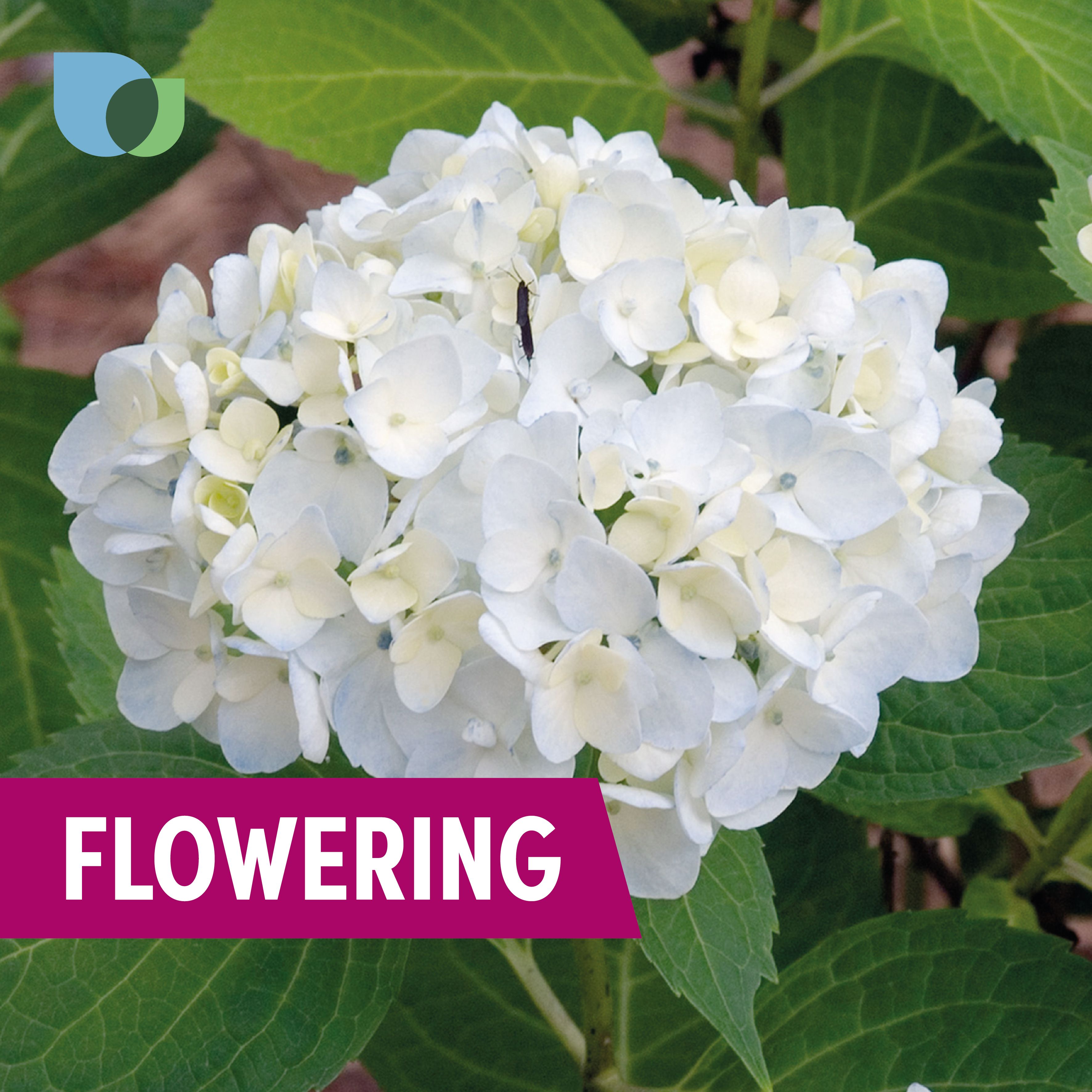 Verve Hardy Plants Hydrangea