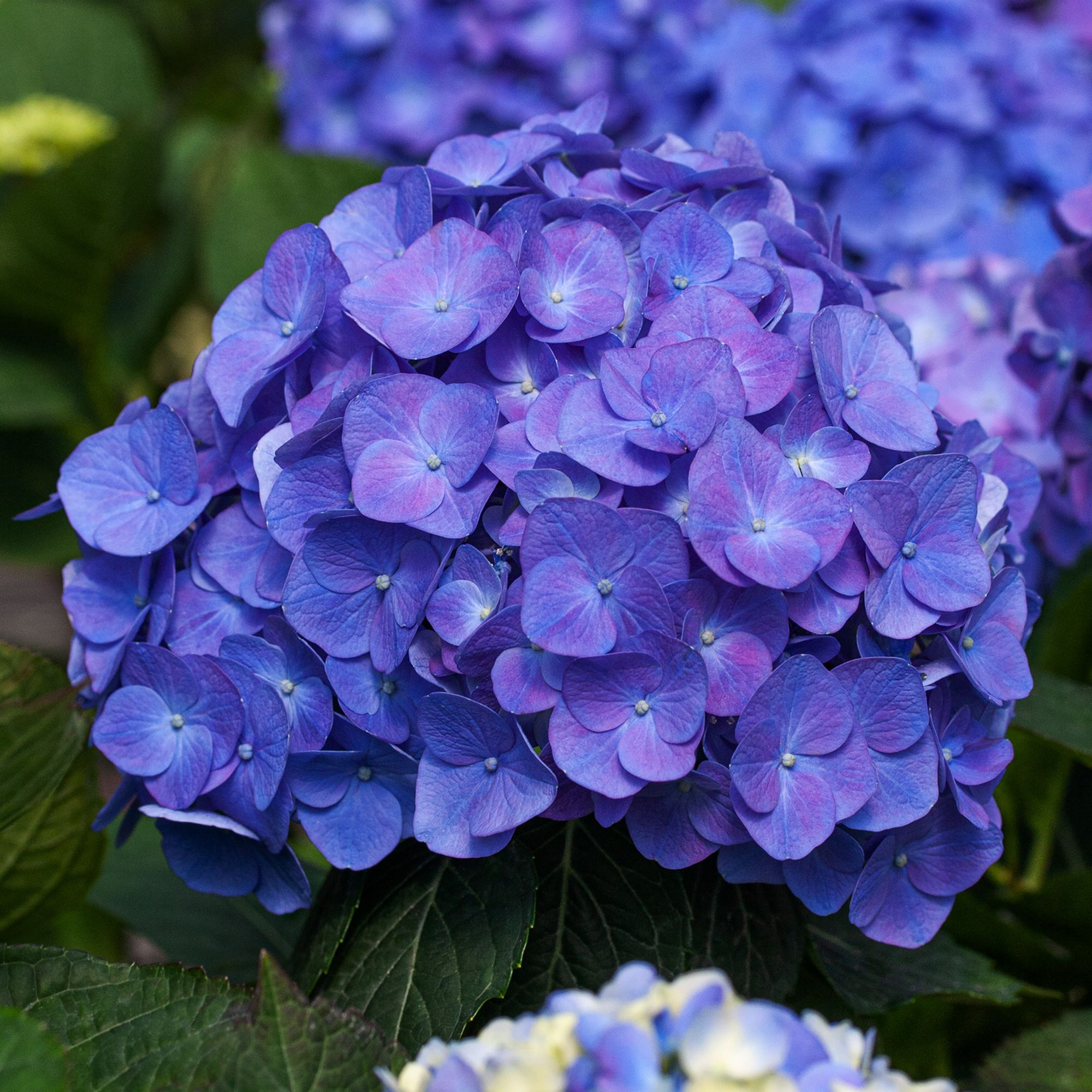 Verve Hardy Plants Hydrangea