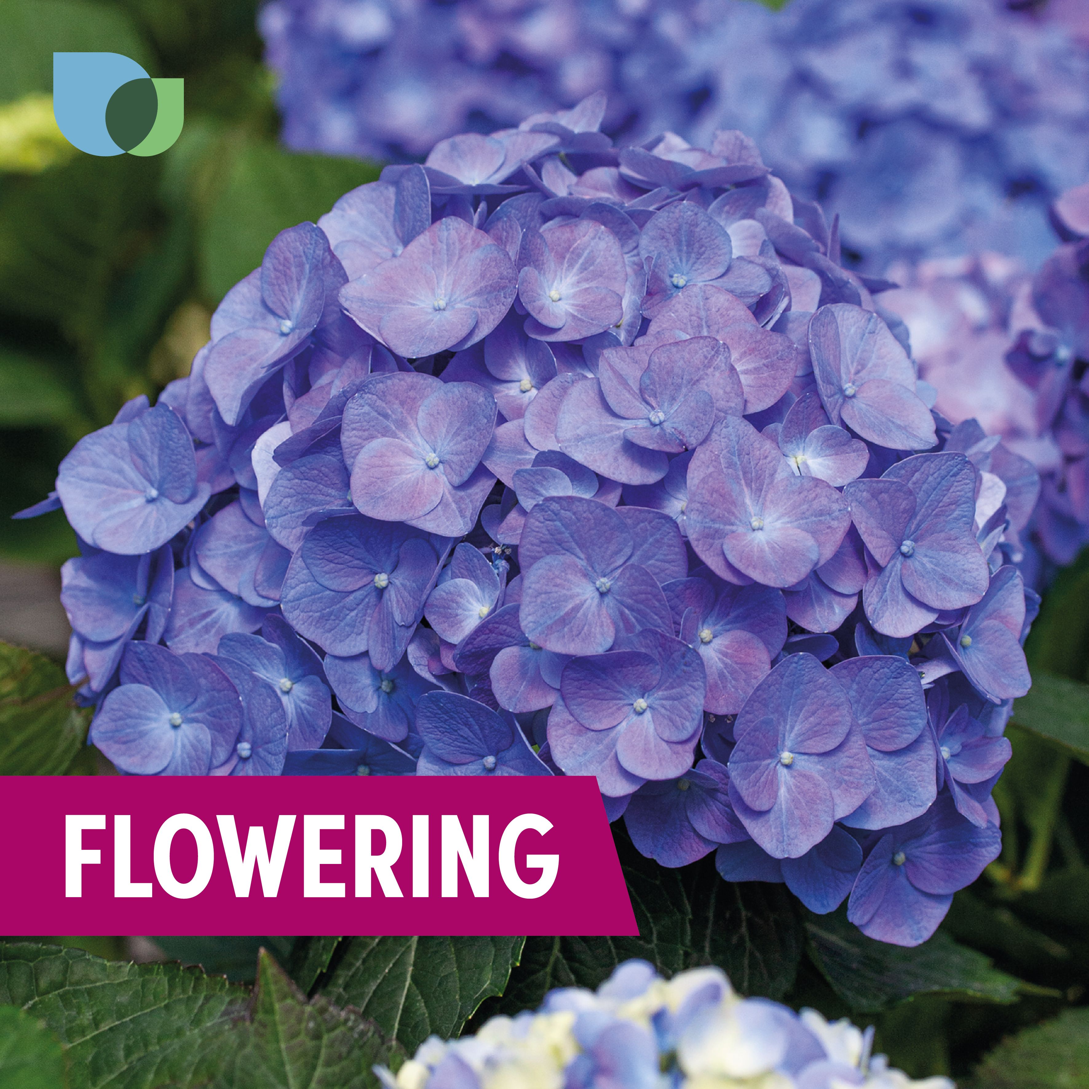 Verve Hardy Plants Hydrangea