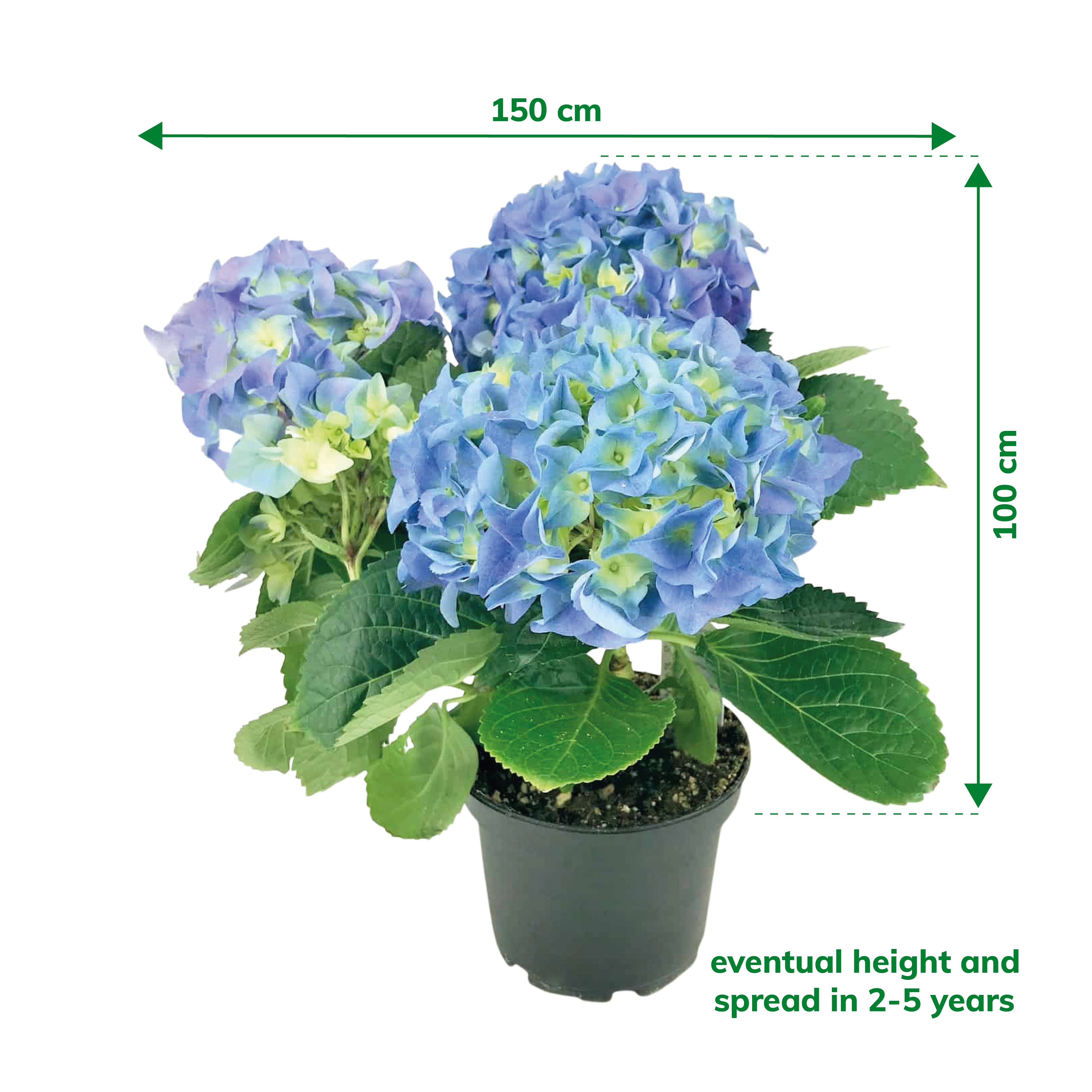 Verve Hardy Plants Hydrangea