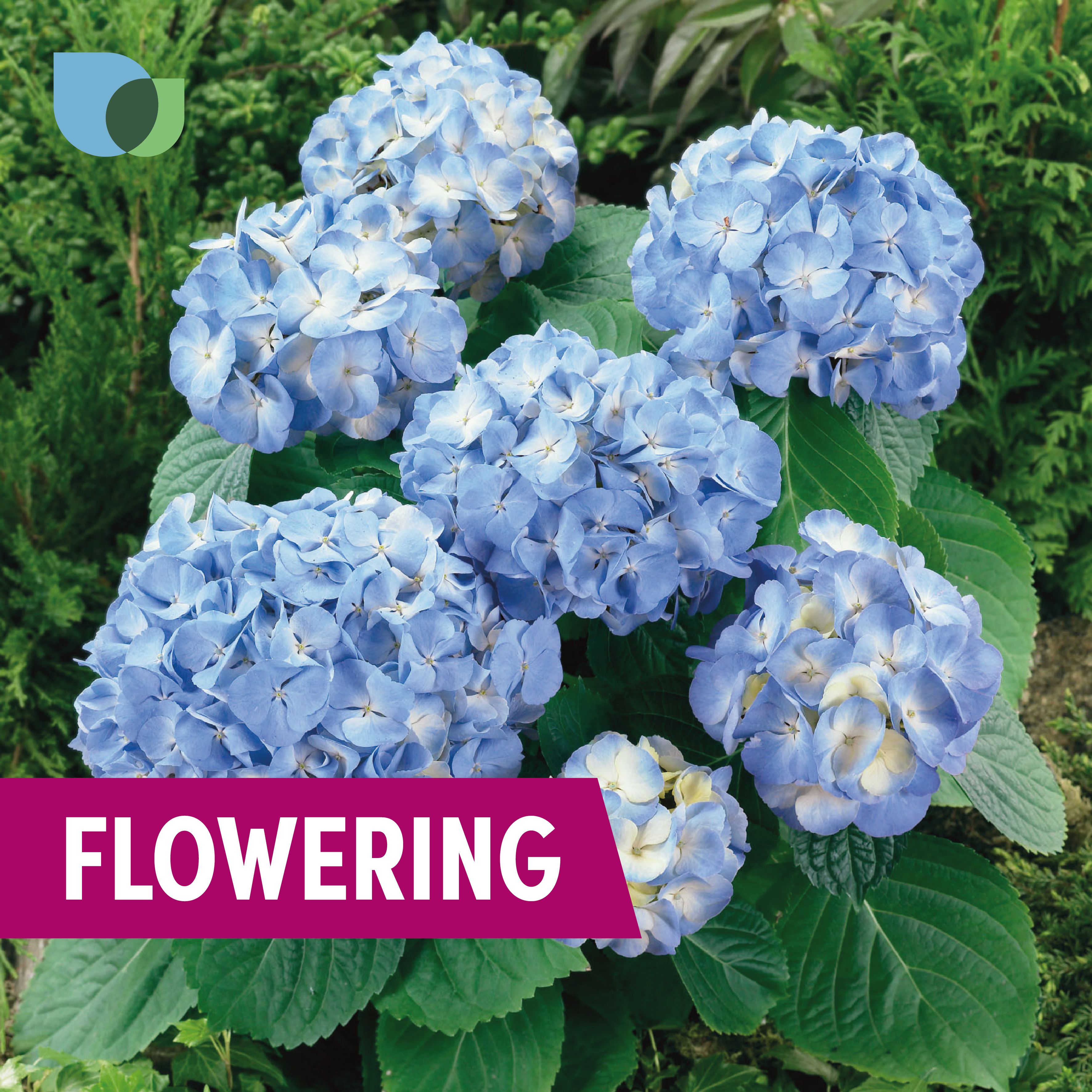 Verve Hardy Plants Hydrangea