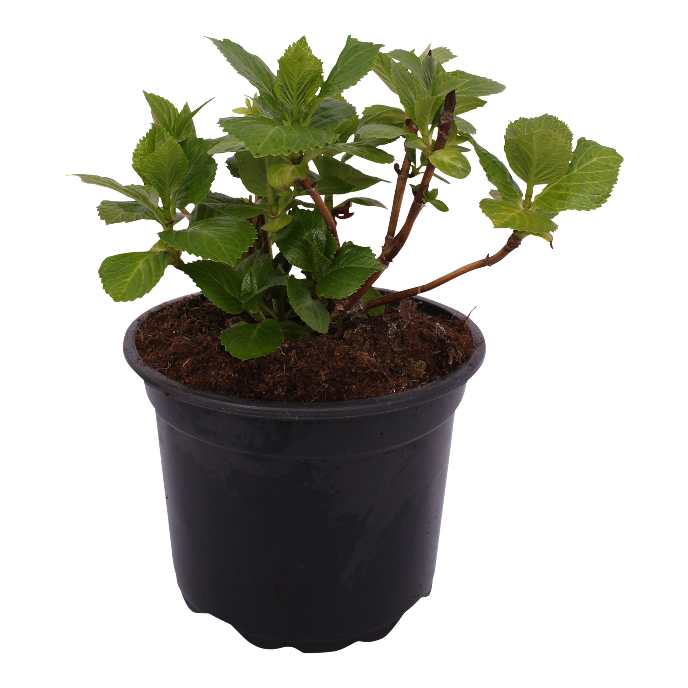 Verve Hardy Plants Hydrangea