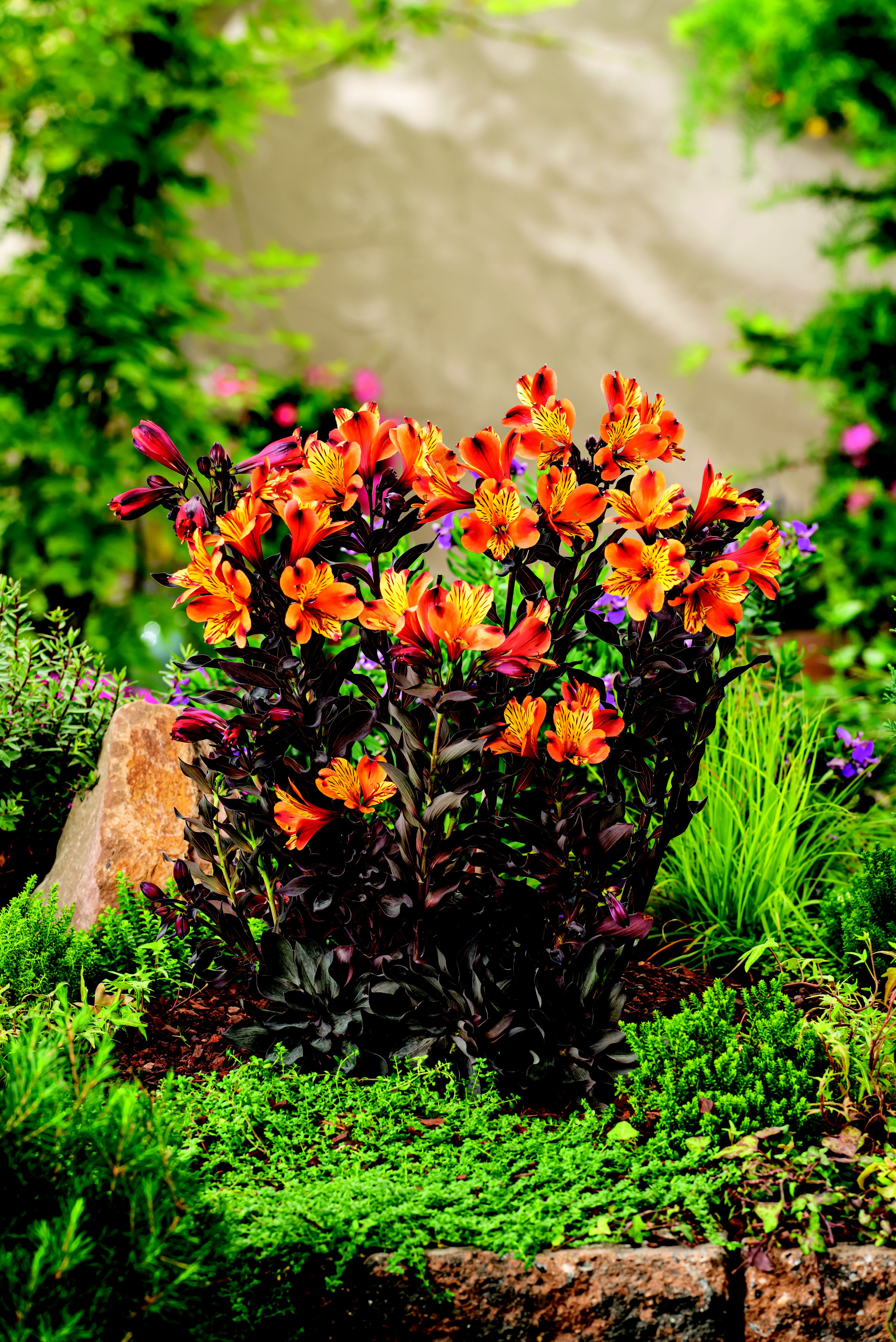 Verve Hardy Plants Inticancha bryce Perennial Plant