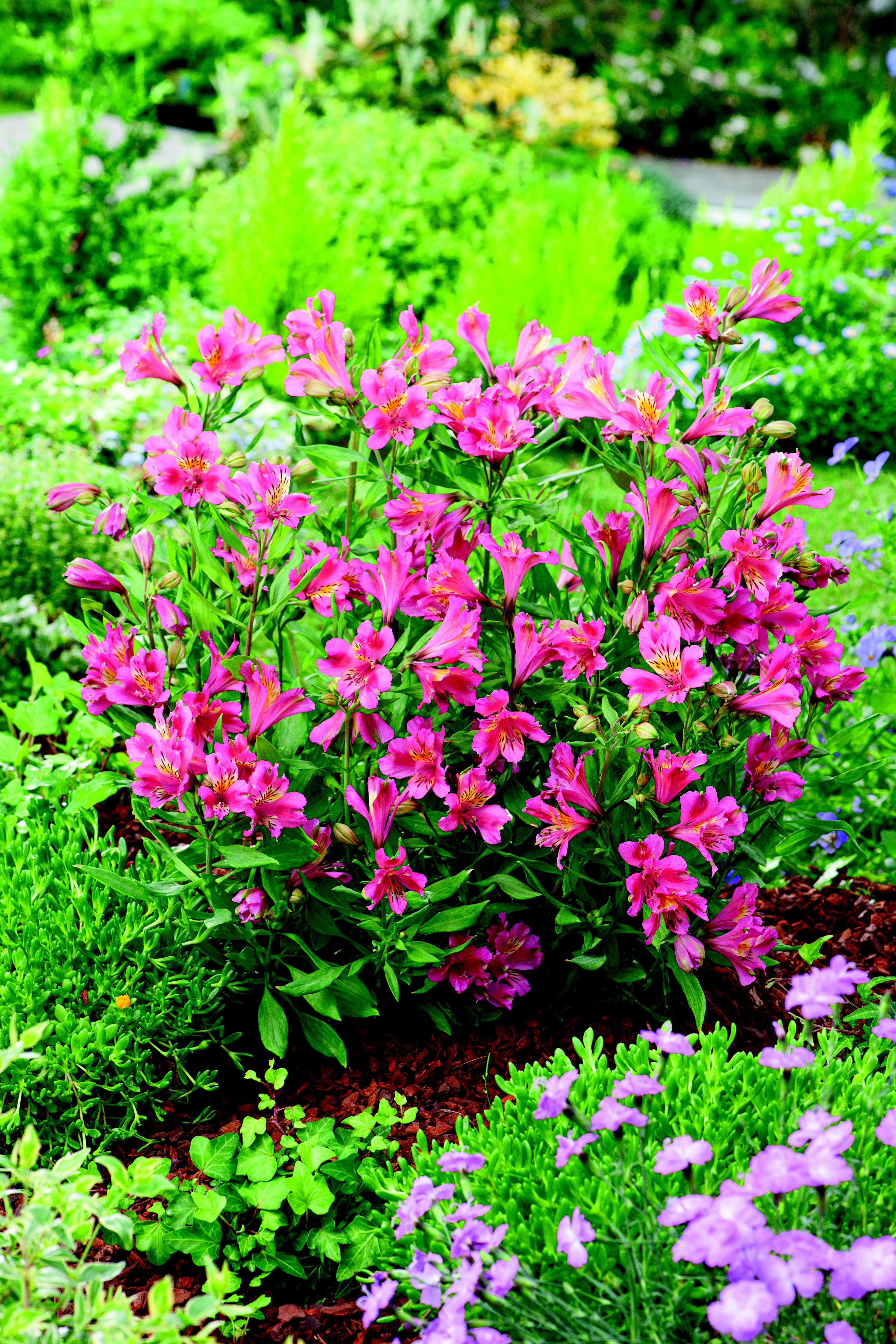Verve Hardy Plants Inticancha bryce Perennial Plant