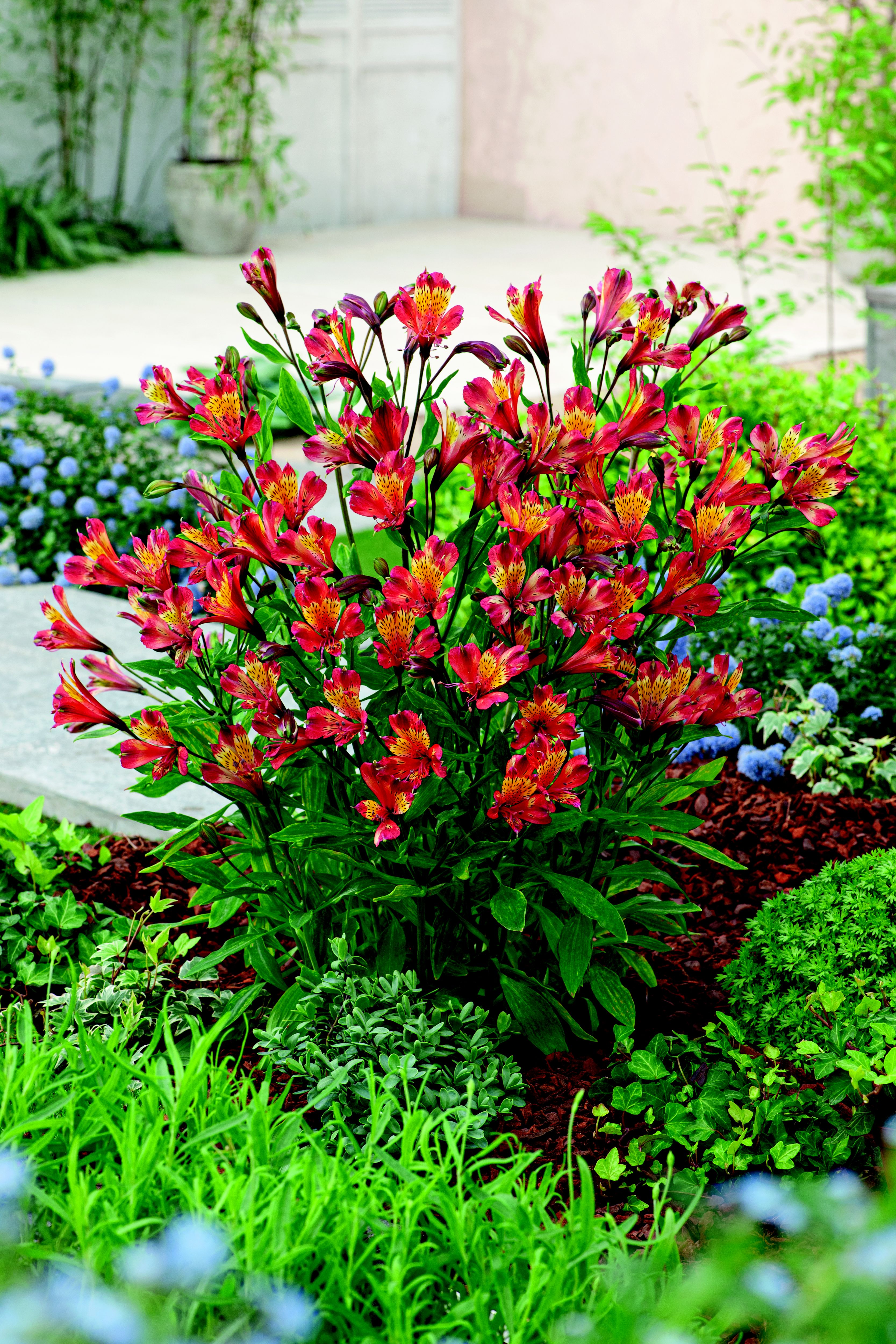 Verve Hardy Plants Inticancha bryce Perennial Plant