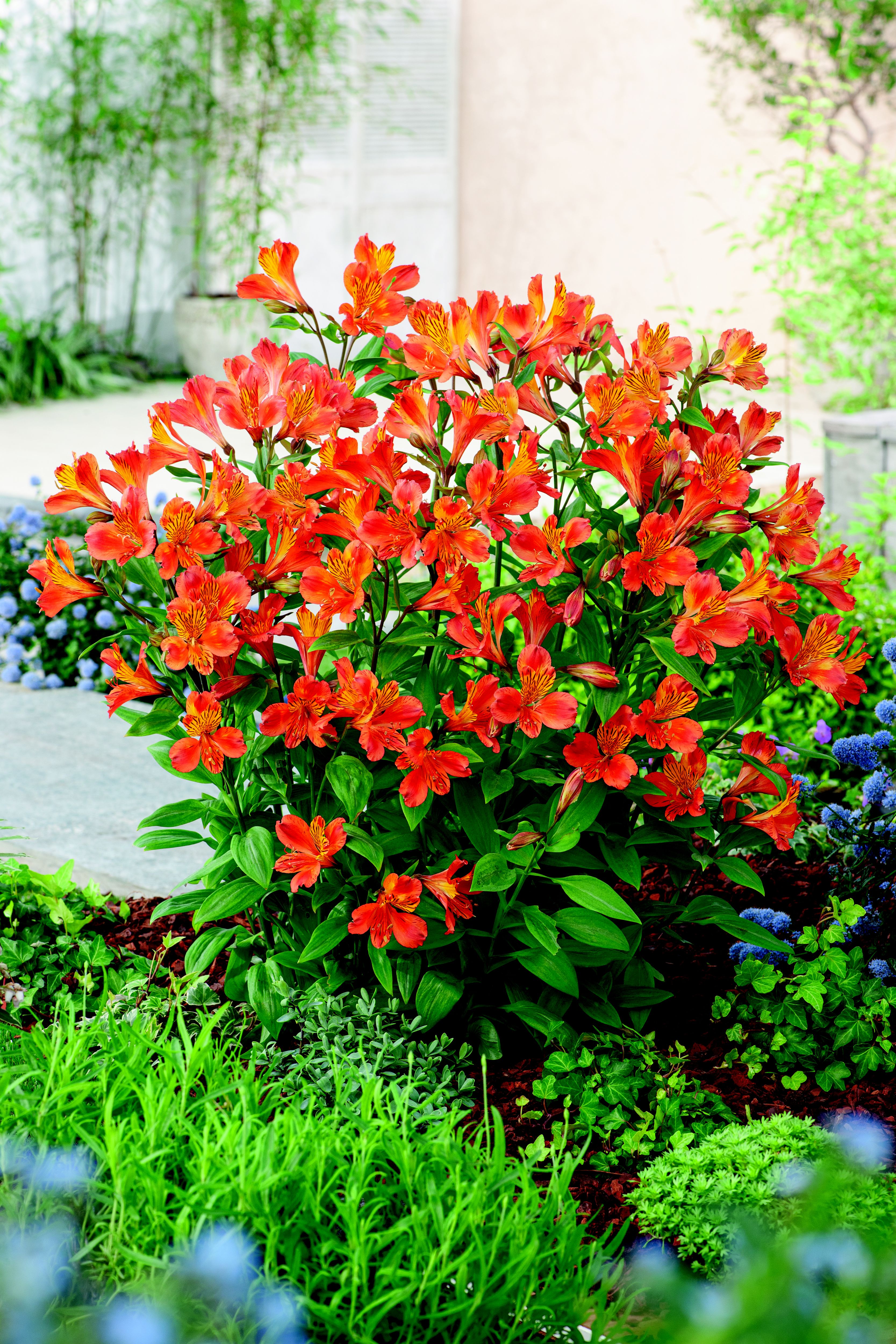 Verve Hardy Plants Inticancha bryce Perennial Plant