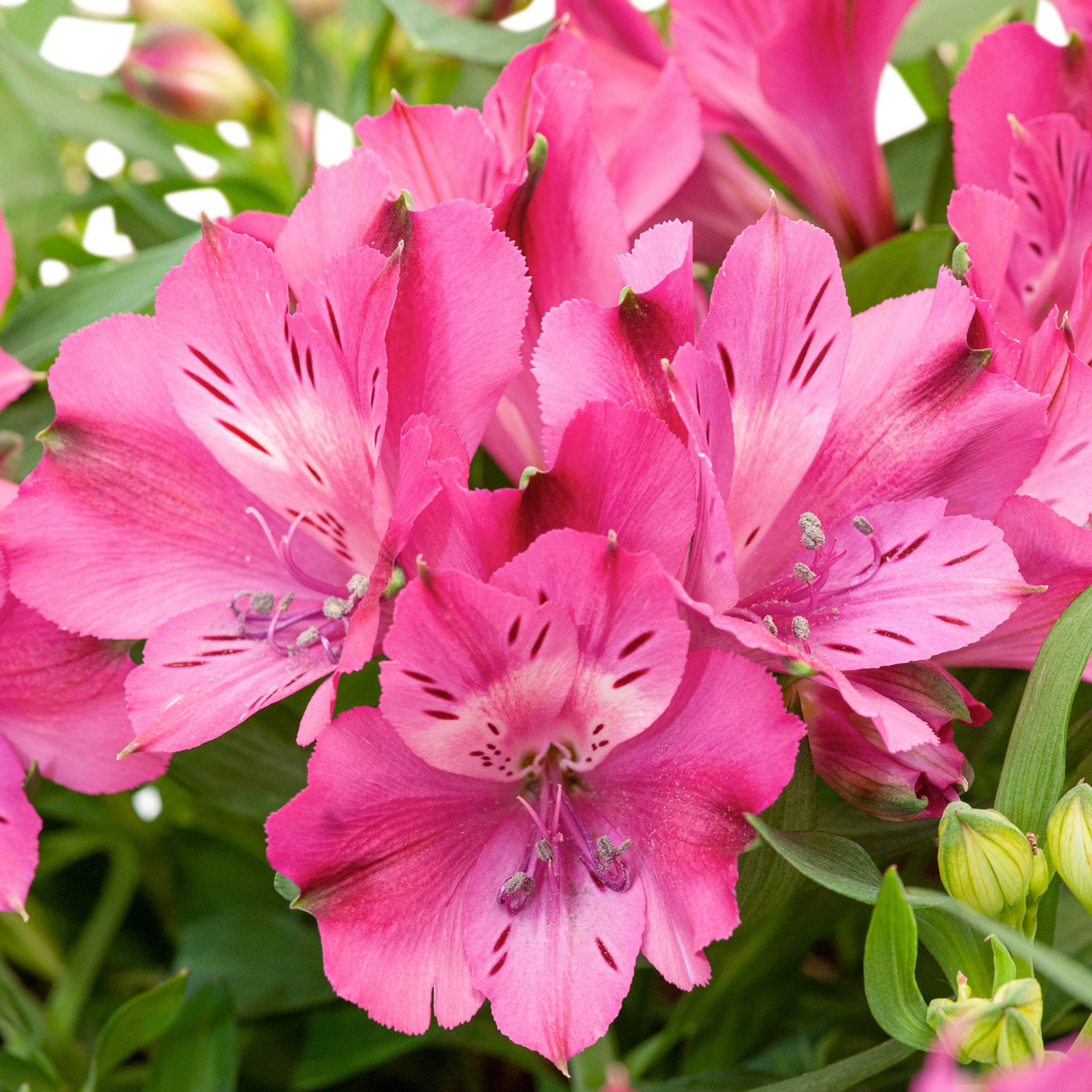 Verve Hardy Plants Inticancha bryce Perennial Plant