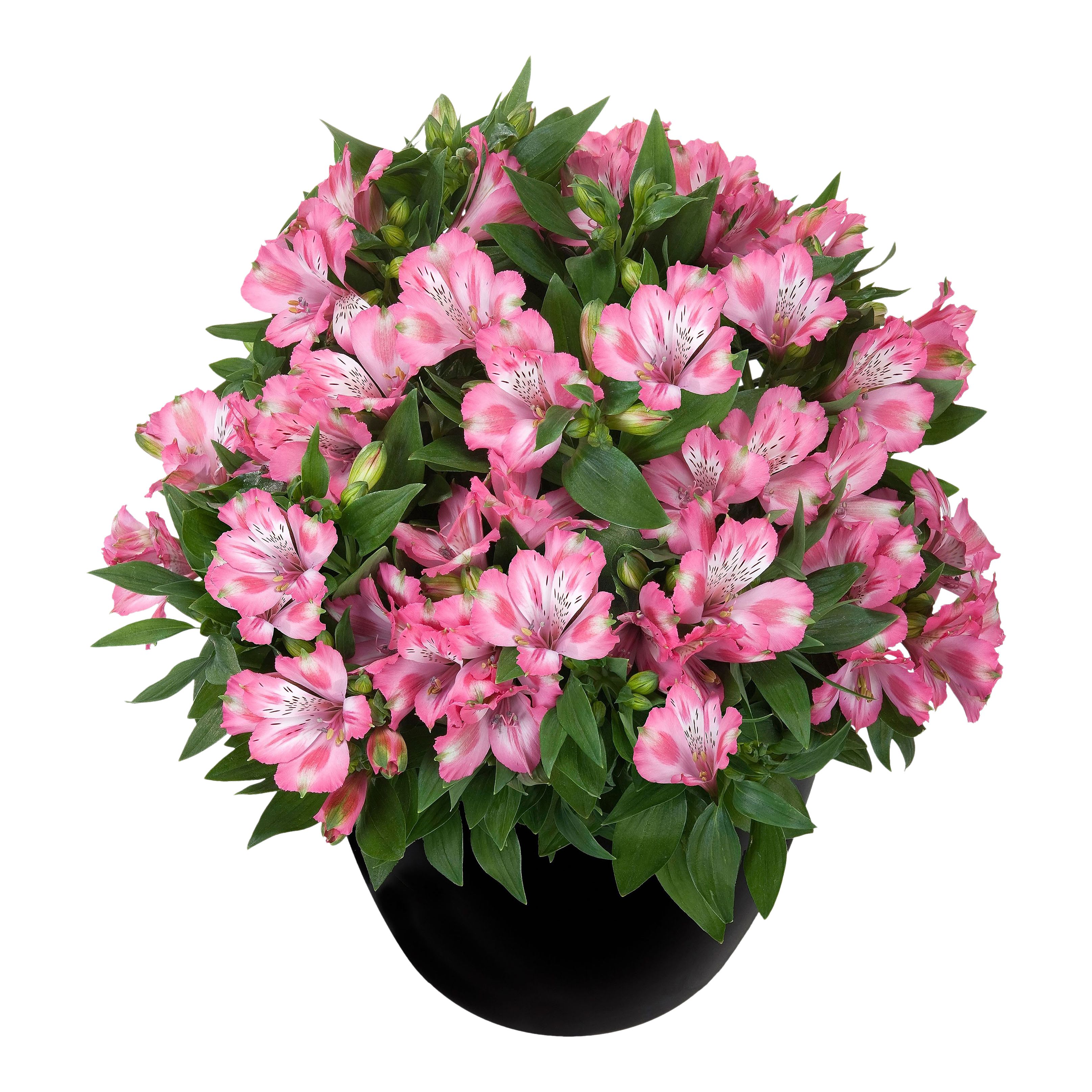 Verve Hardy Plants Inticancha bryce Perennial